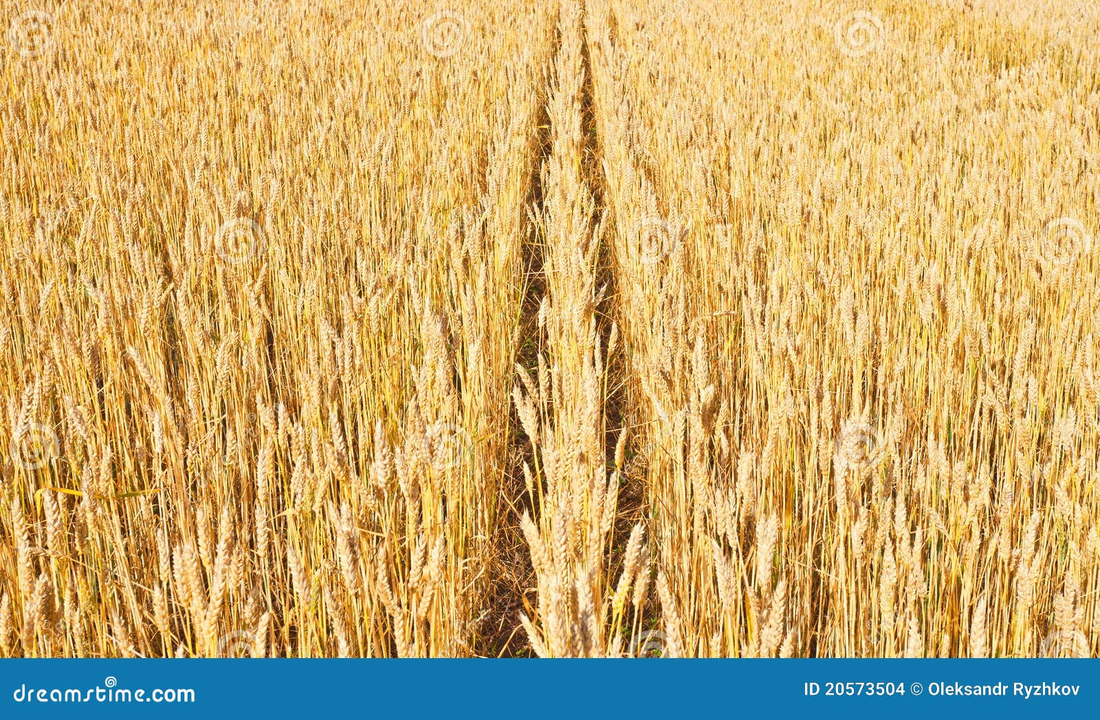 Reifes Weizenfeld stockfoto. Bild von landwirtschaft - 20573504