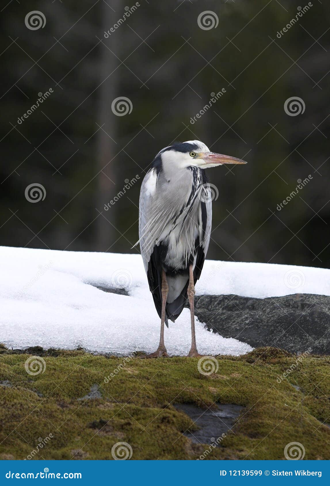 Reiger stock afbeelding. Image of vogel, portret, stellen - 12139599