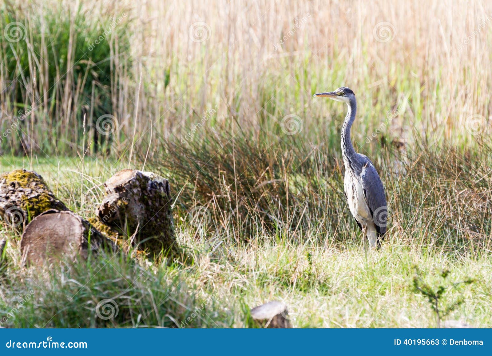 Reiger stock afbeelding. Image of niemand, soorten, grijs - 40195663