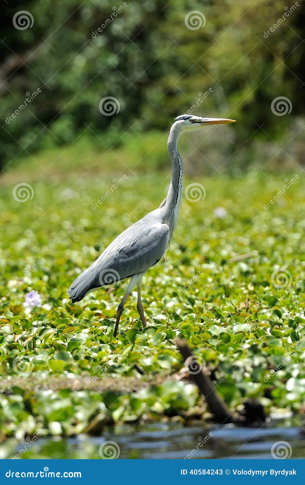 Reiger stock afbeelding. Image of dieren, rekening, noord - 40584243