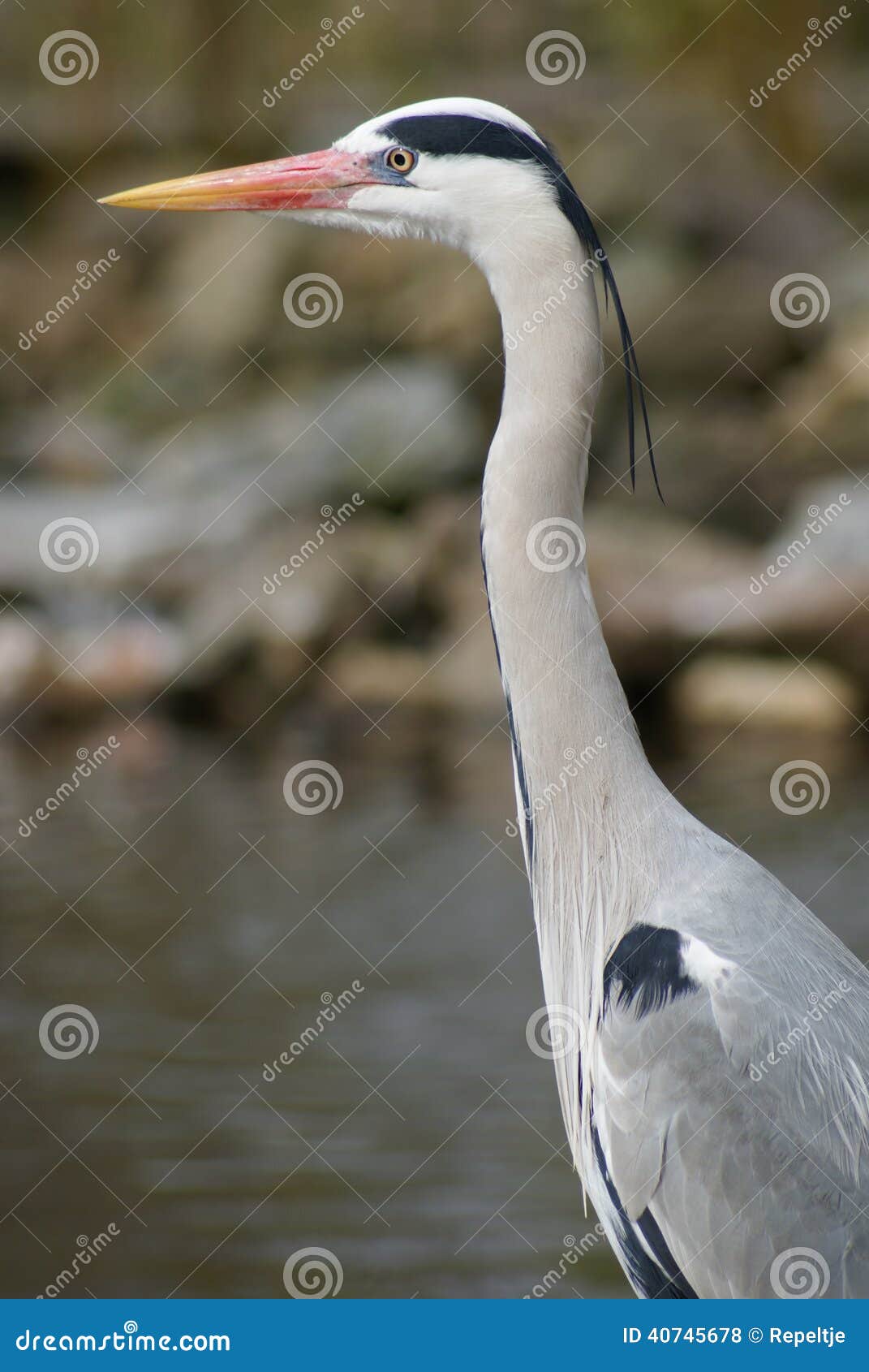 Reiger stock foto. Image of gekleurd, dier, water, kruid - 40745678