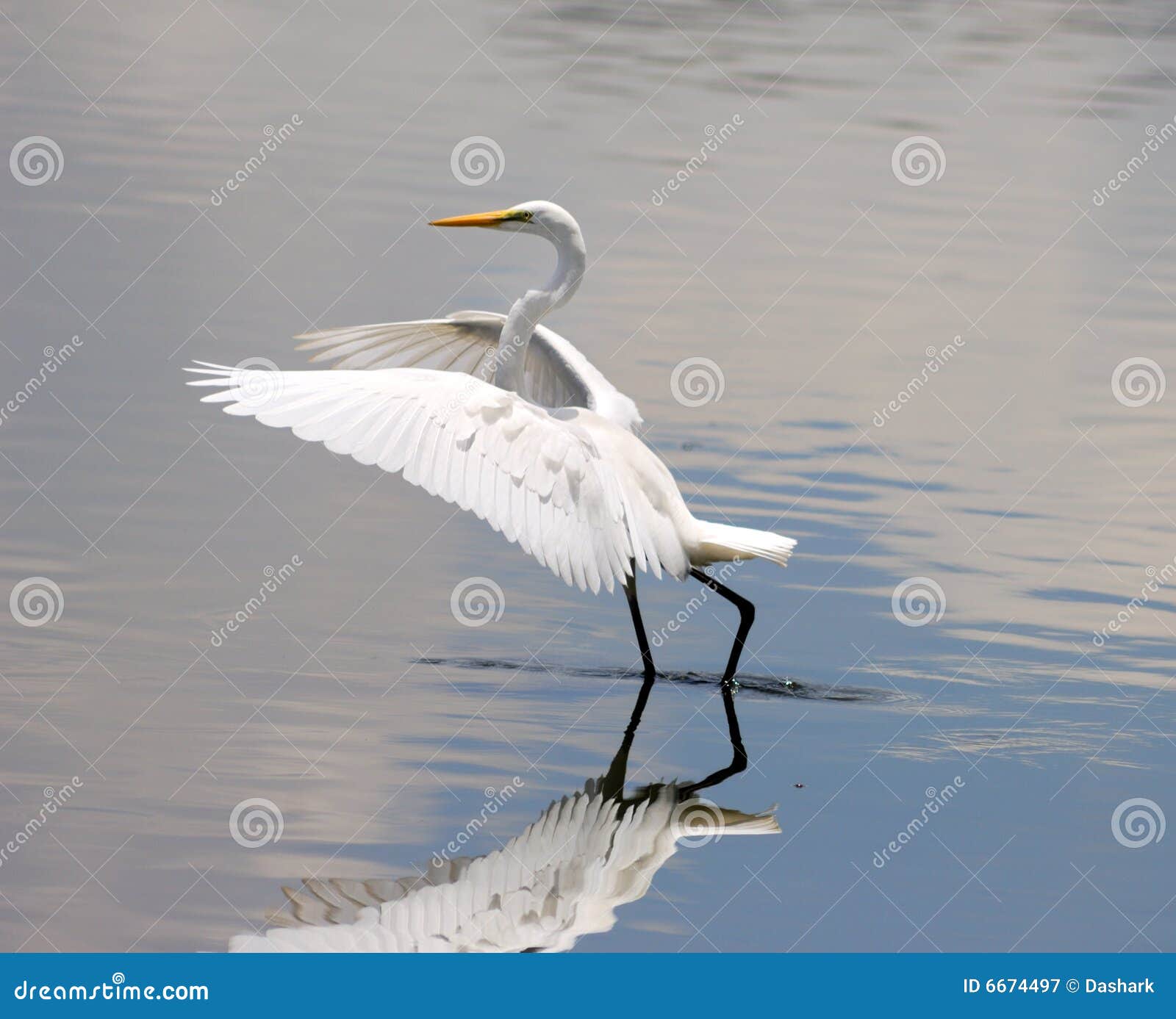 Reiger stock afbeelding. Image of mislukking, vlucht, daling - 6674497