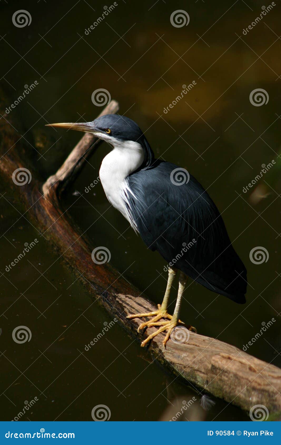 Reiger stock foto. Image of zwart, vijver, status, vogel - 90584