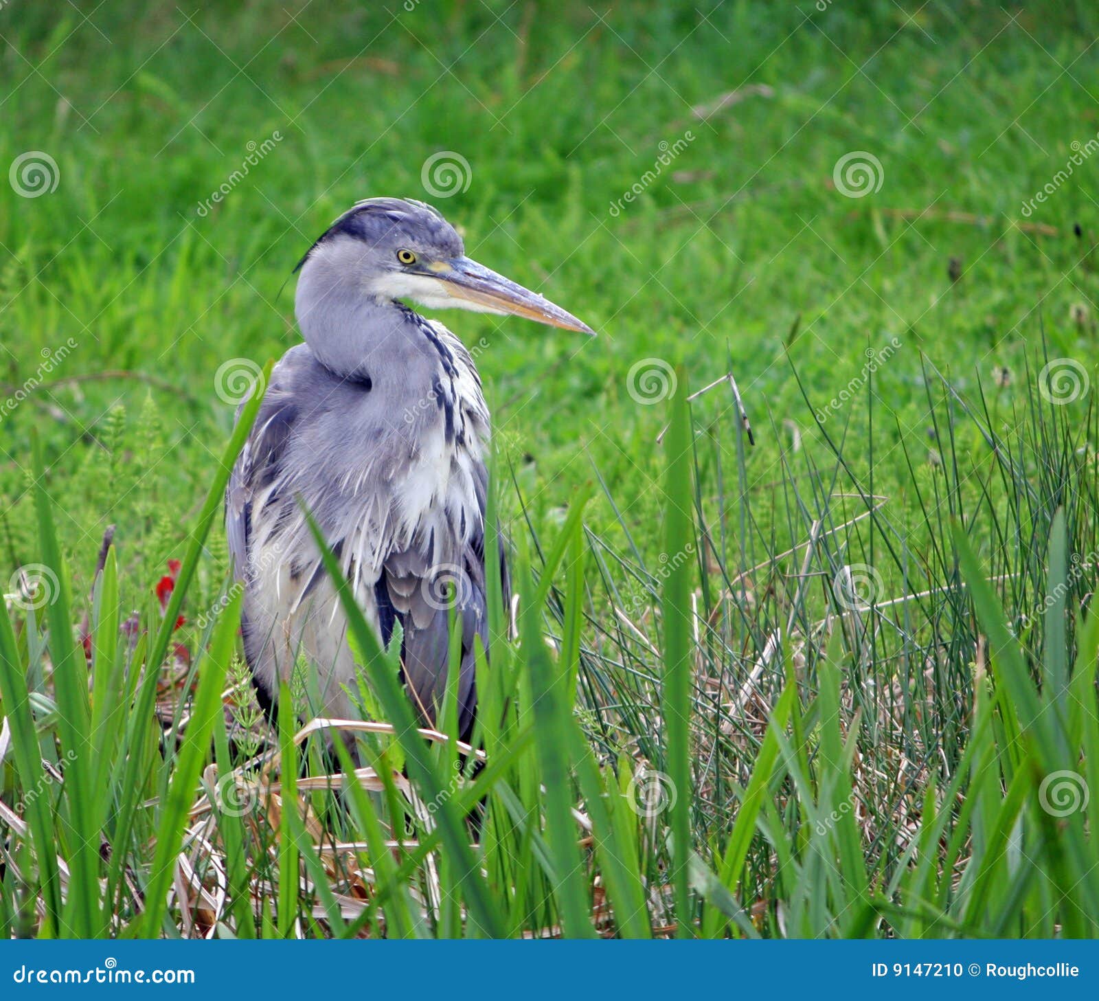 Reiger stock foto. Image of kruiden, mooi, vogel, watervogels - 9147210