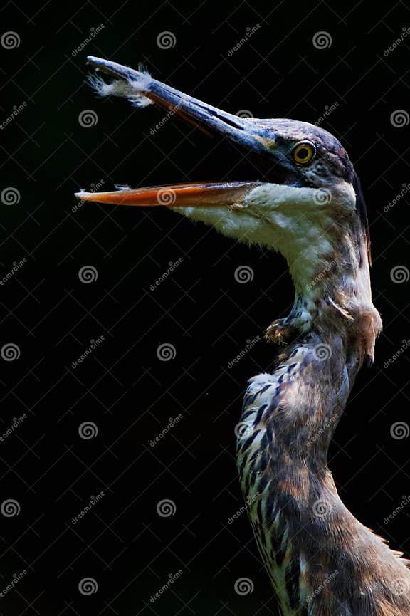 Reiger met Open Bek stock foto. Image of overzees, veer - 75621500