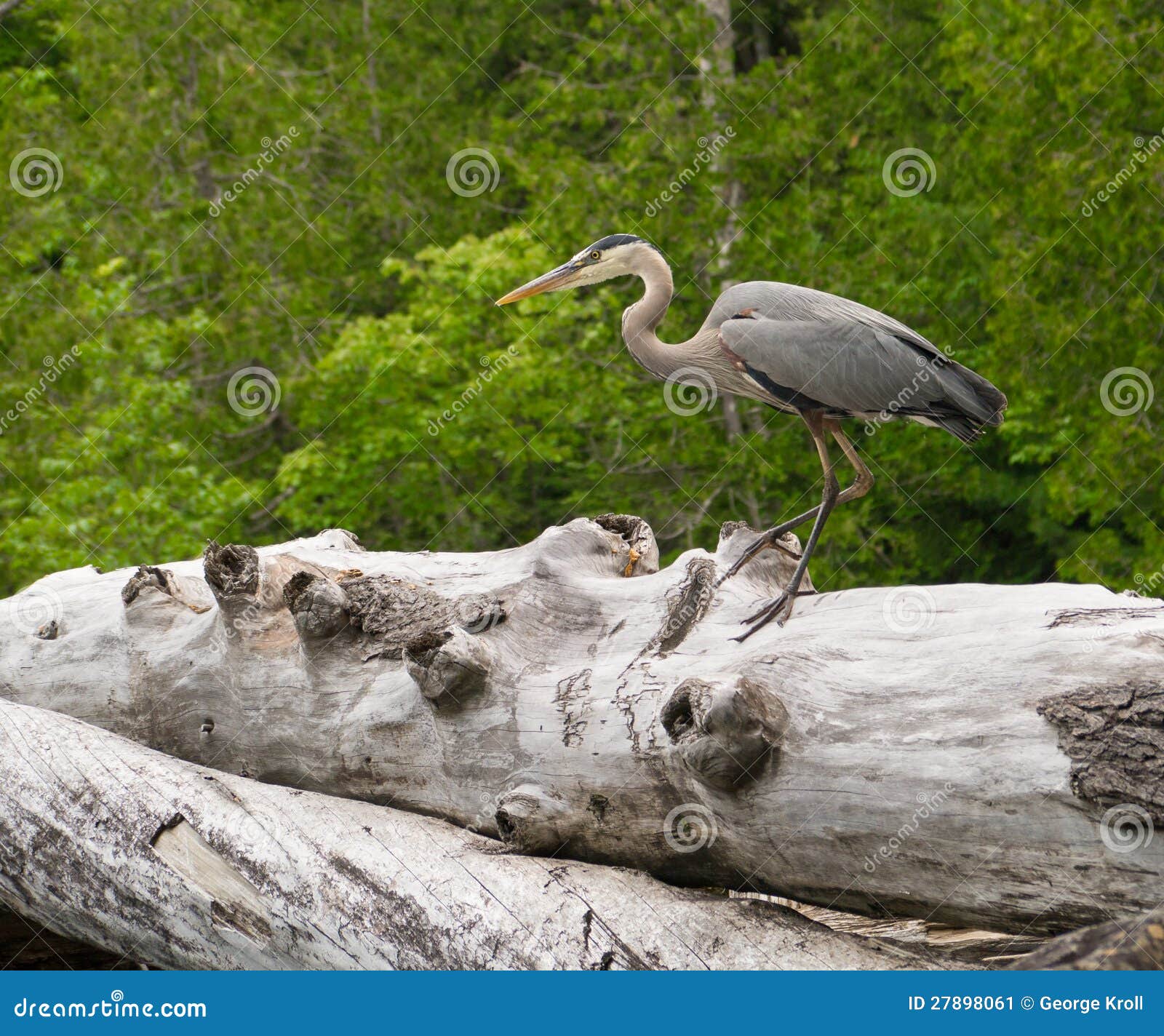 Reiger op een logboek stock afbeelding. Image of leven - 27898061