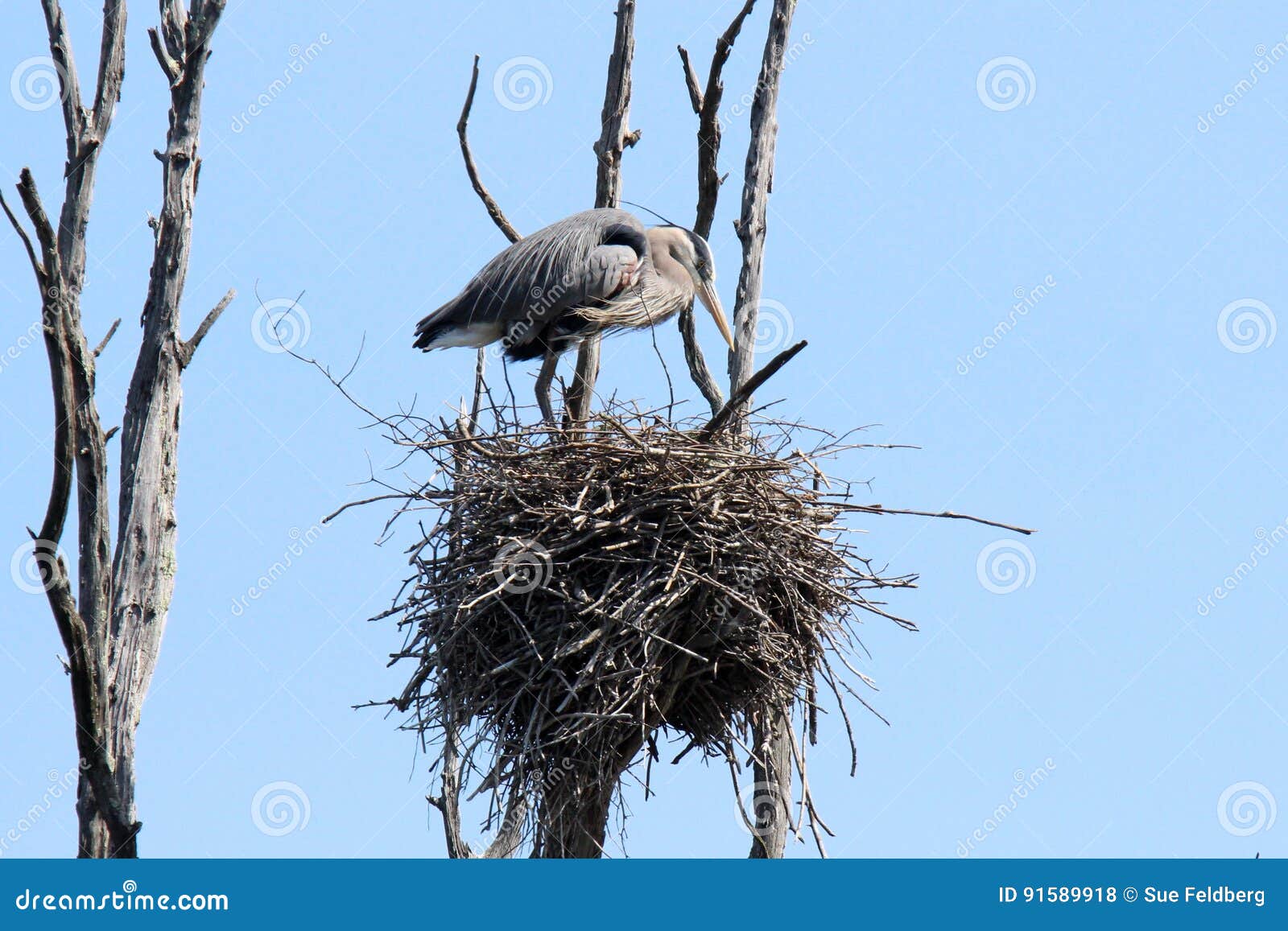 Reiger op een Nest stock foto. Image of nesten, lente - 91589918