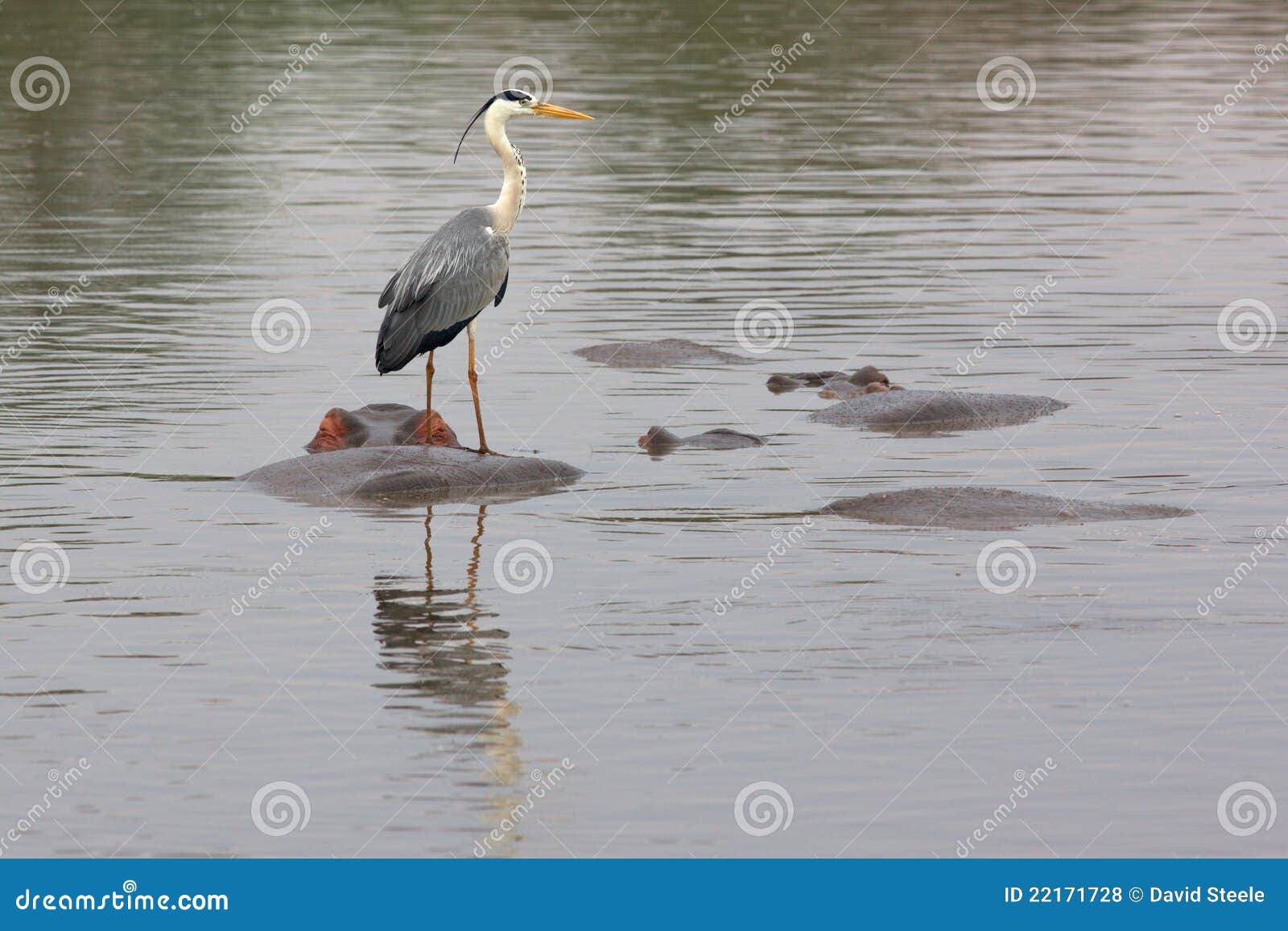 Reiger op Hippo stock foto. Image of kruger, wild, afrika - 22171728