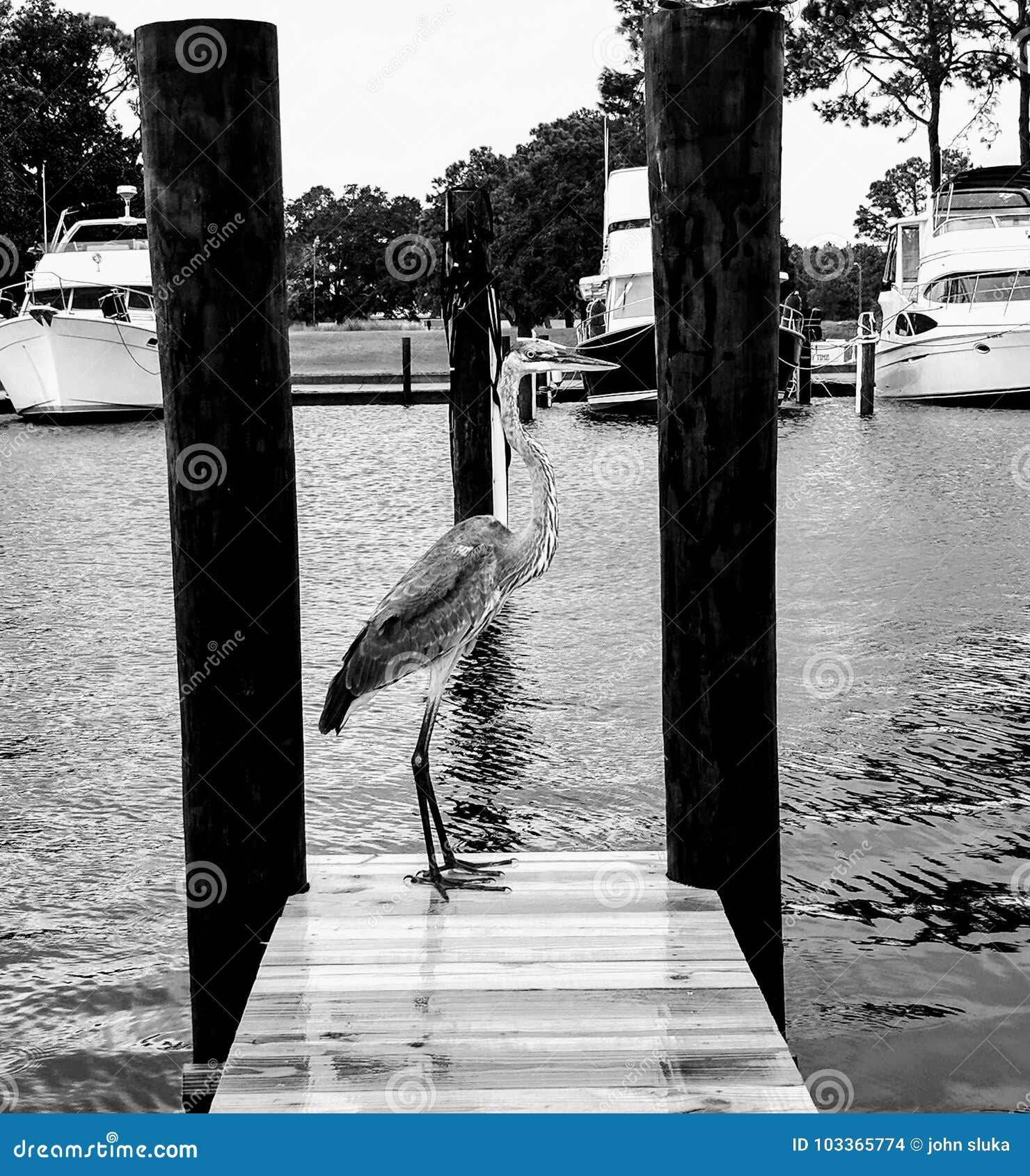 Reiger in zwart-wit stock foto. Image of zwart, status - 103365774
