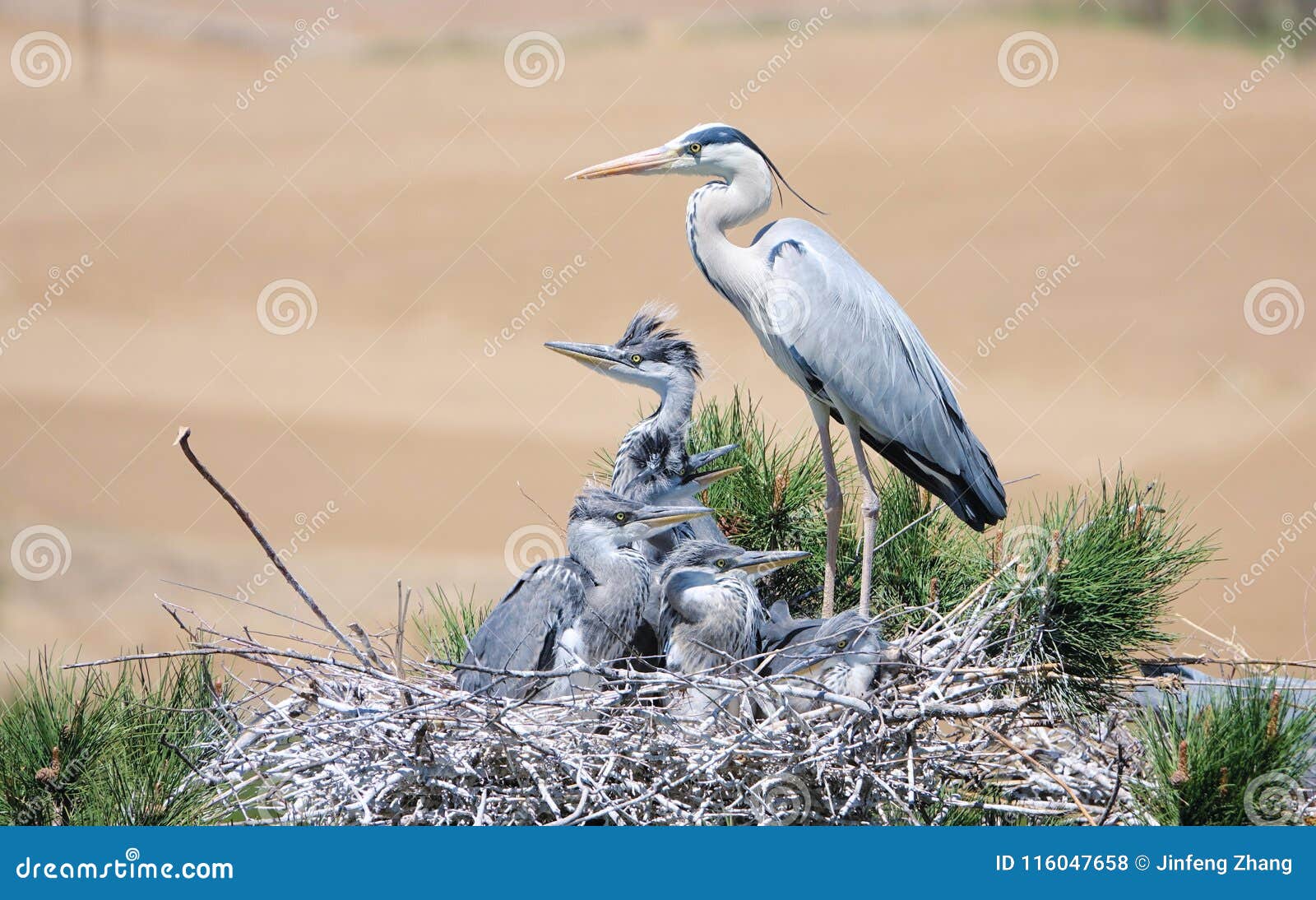Reigernest stock foto. Image of watervogels, nesten - 116047658
