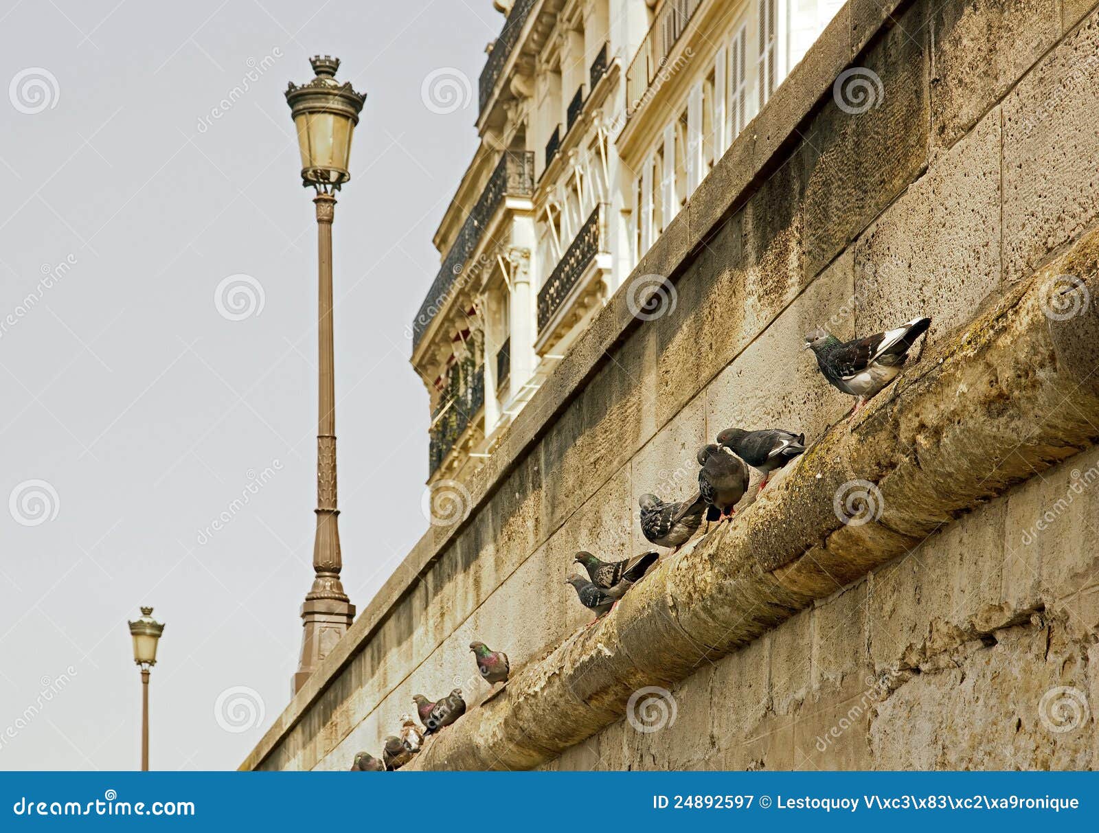 Reihe der Tauben, Paris stockbild. Bild von taube, haupt - 24892597