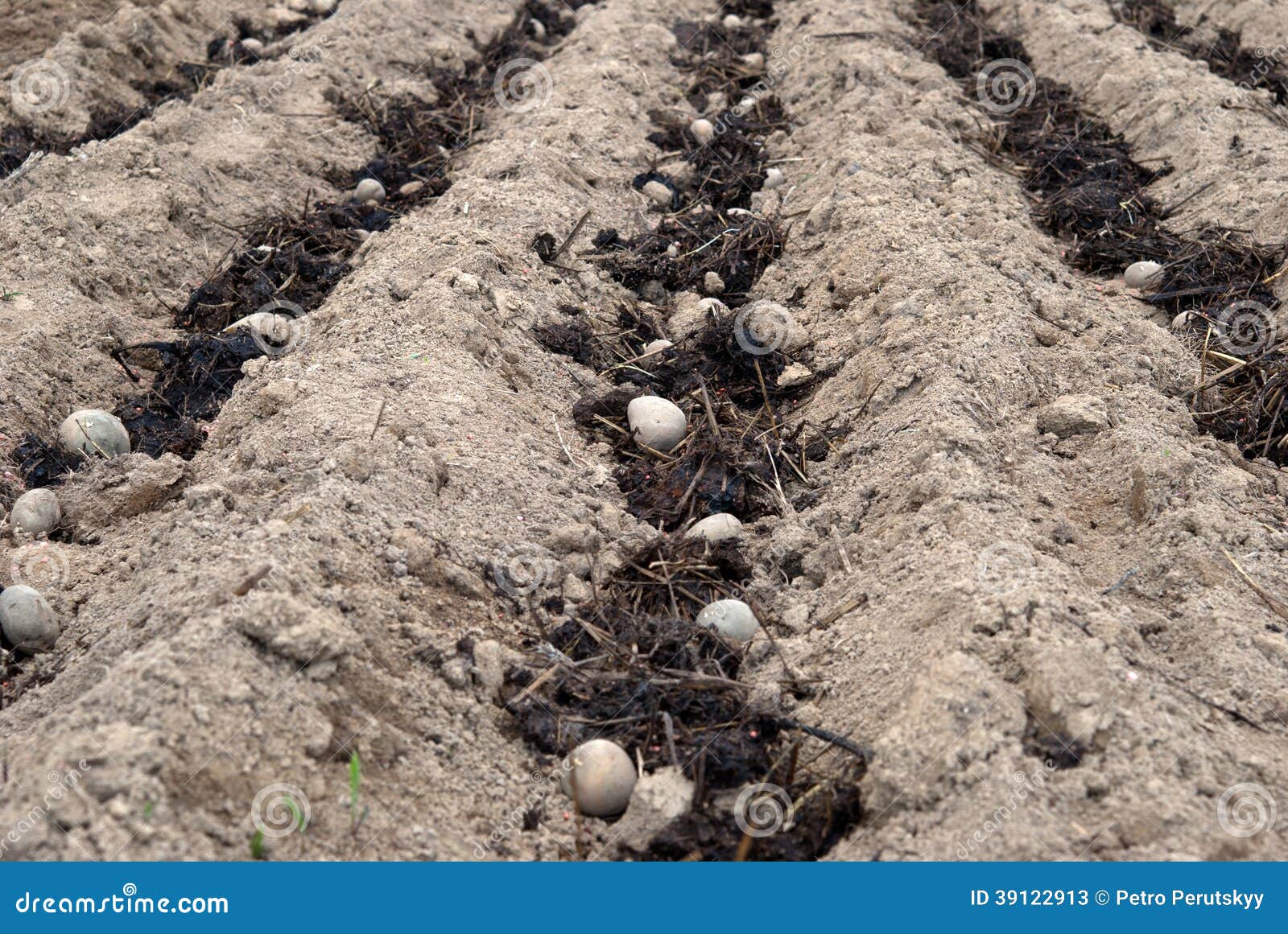 Reihen der Keimung stockbild. Bild von saatgut, fruchtbar - 39122913