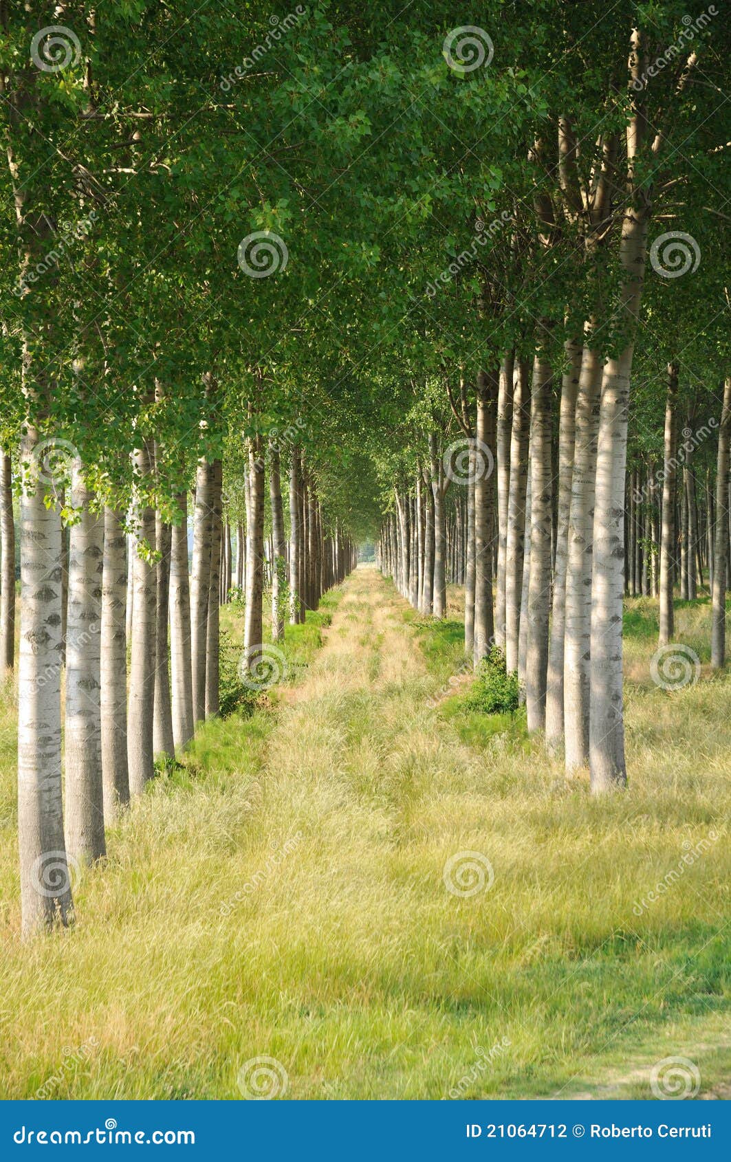 Reihen der Pappeln stockfoto. Bild von plantage, pappel - 21064712