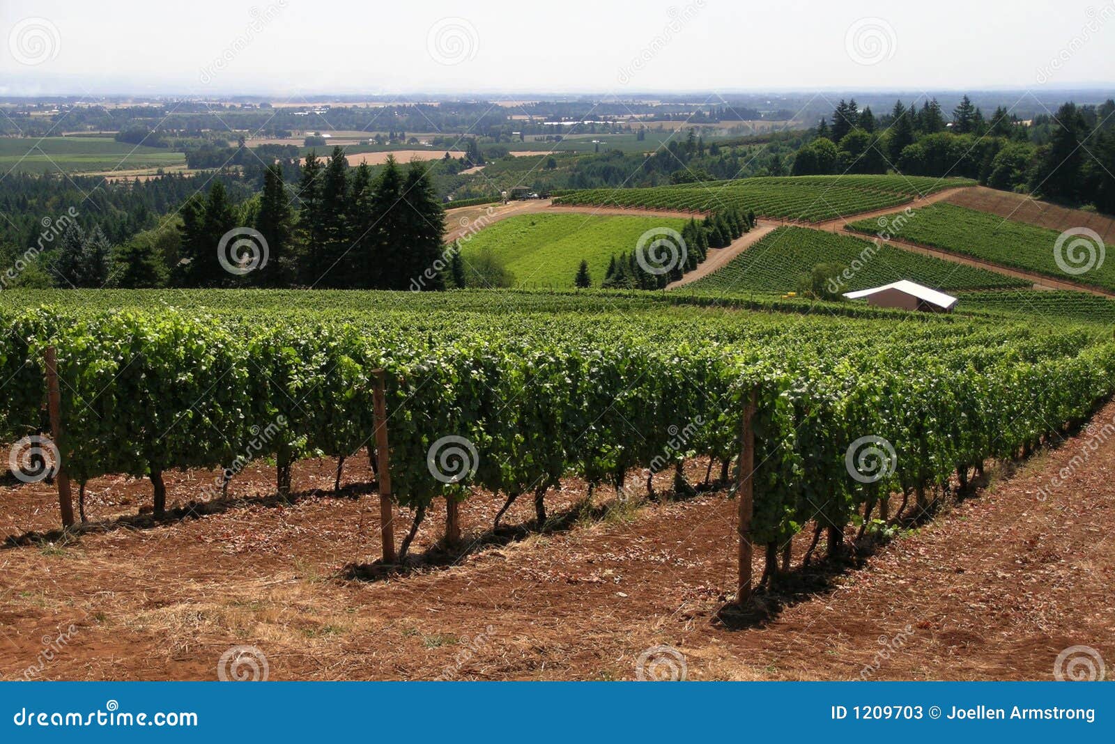 Reihen der Reben stockbild. Bild von blüte, sommer, grün - 1209703