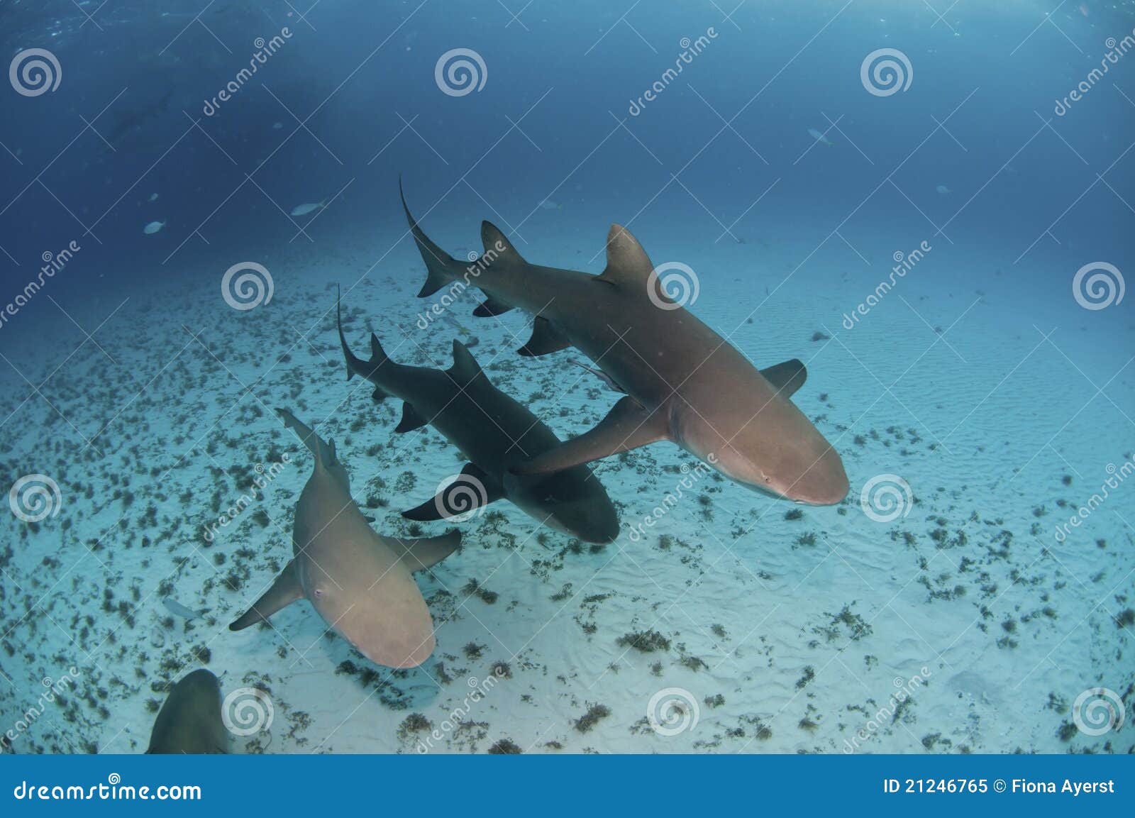 Reihenfolge der Haifische stockbild. Bild von ozean, flosse - 21246765