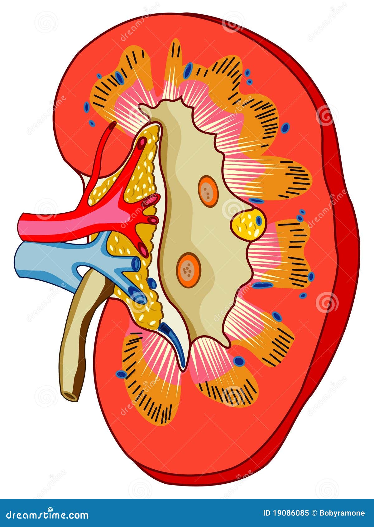 Rein illustration de vecteur. Illustration du récipient - 19086085