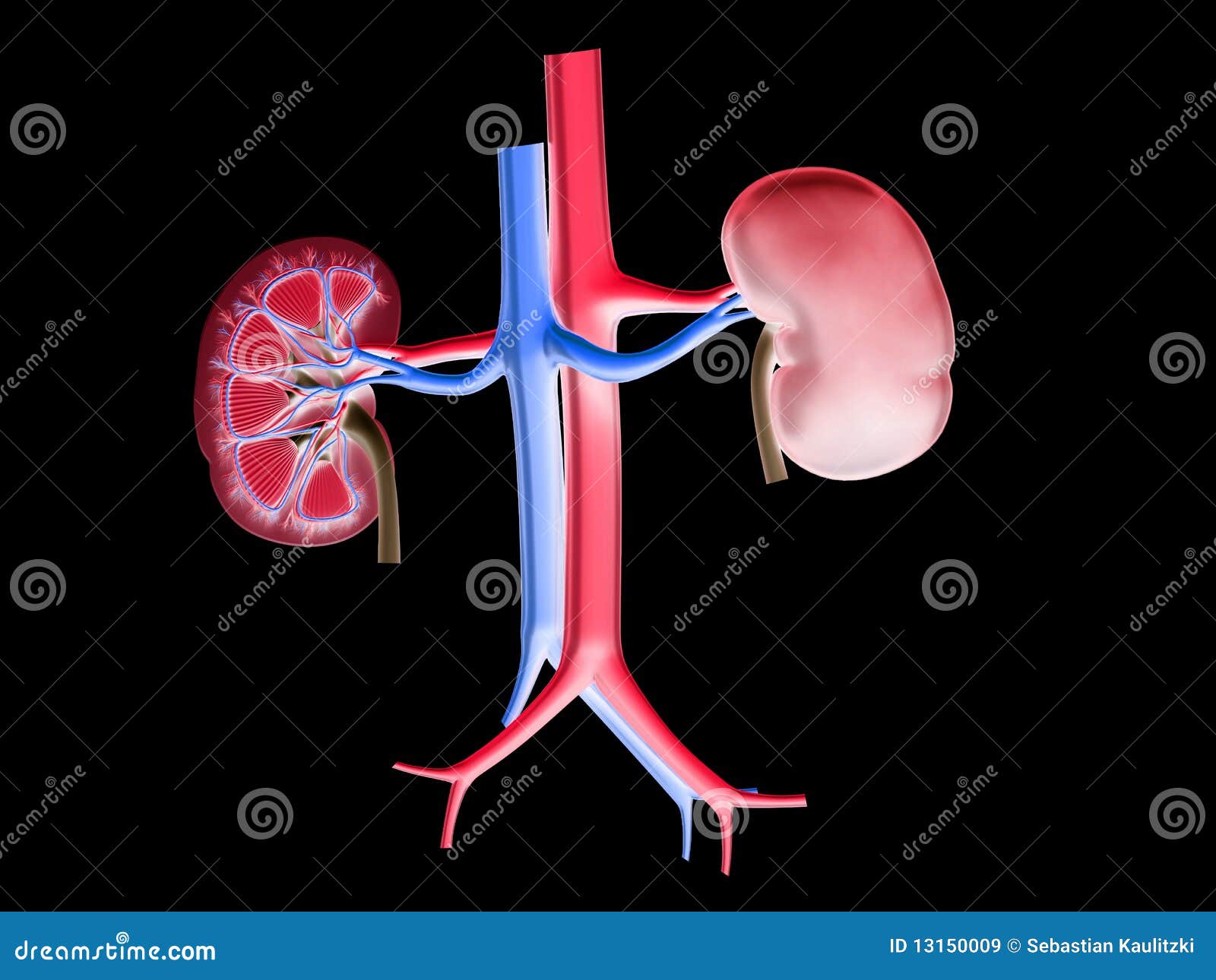 Rein humain illustration stock. Illustration du anatomie - 13150009