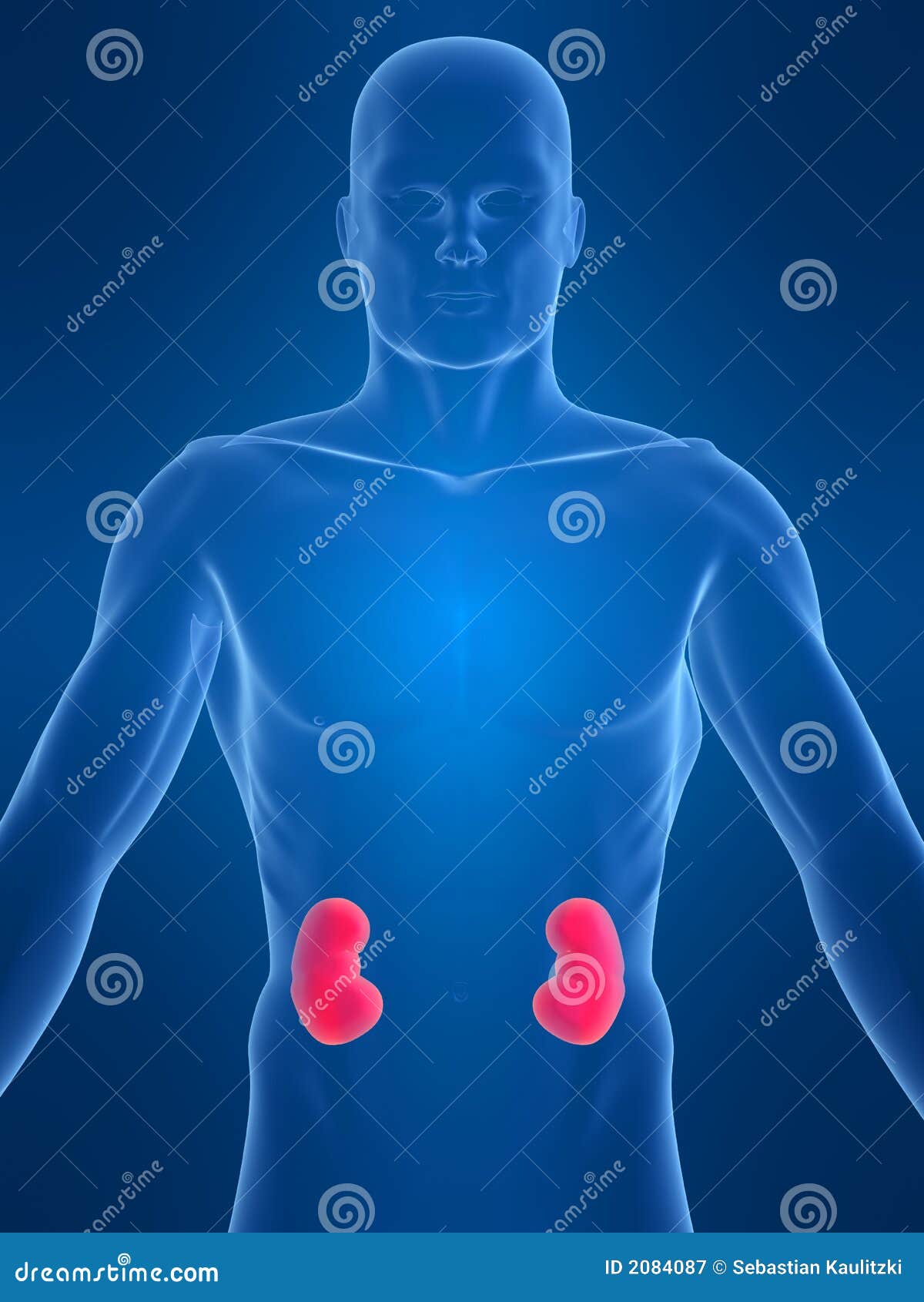 Rein humain illustration stock. Illustration du humain - 2084087