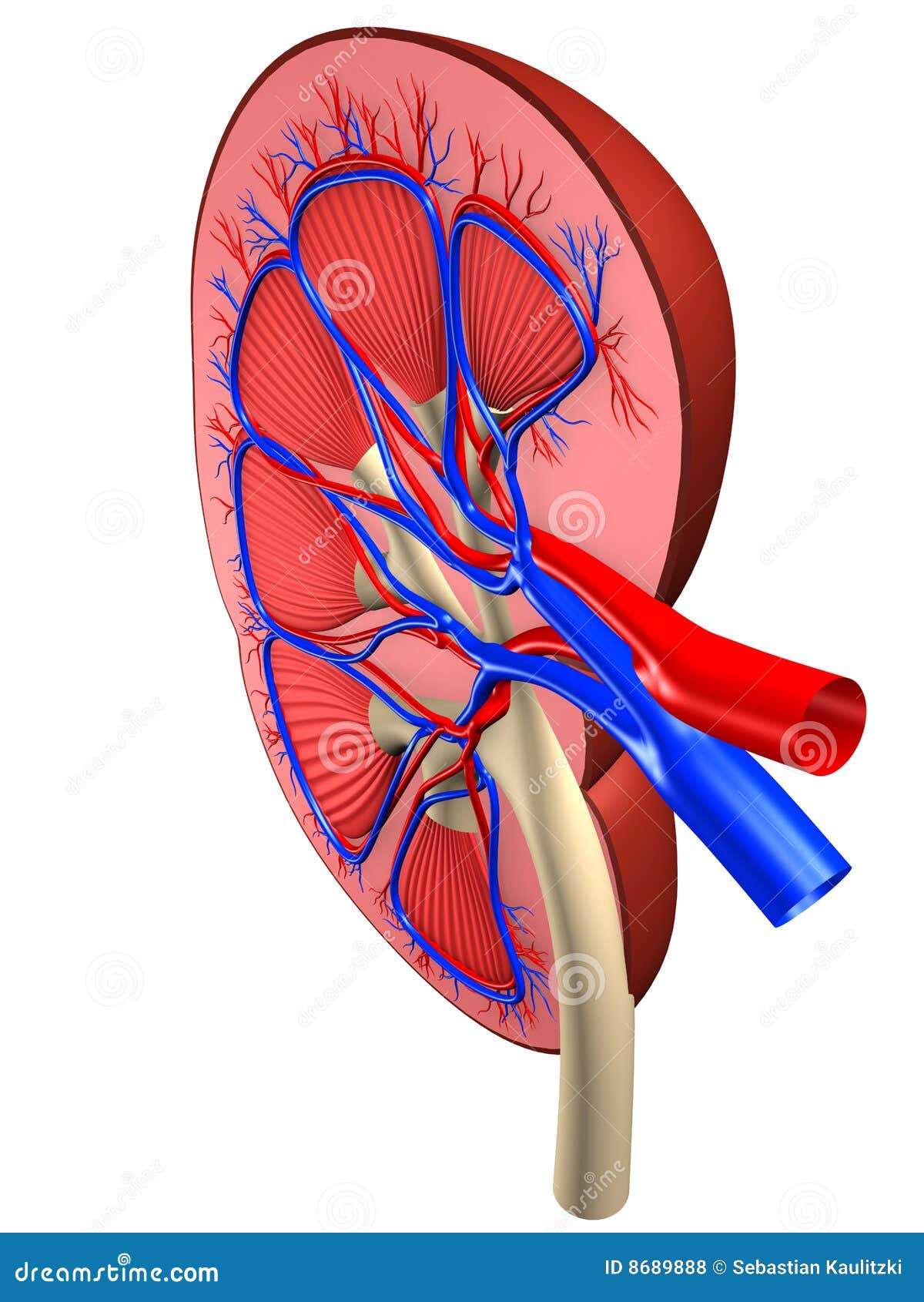 Rein humain illustration stock. Illustration du biologie - 8689888