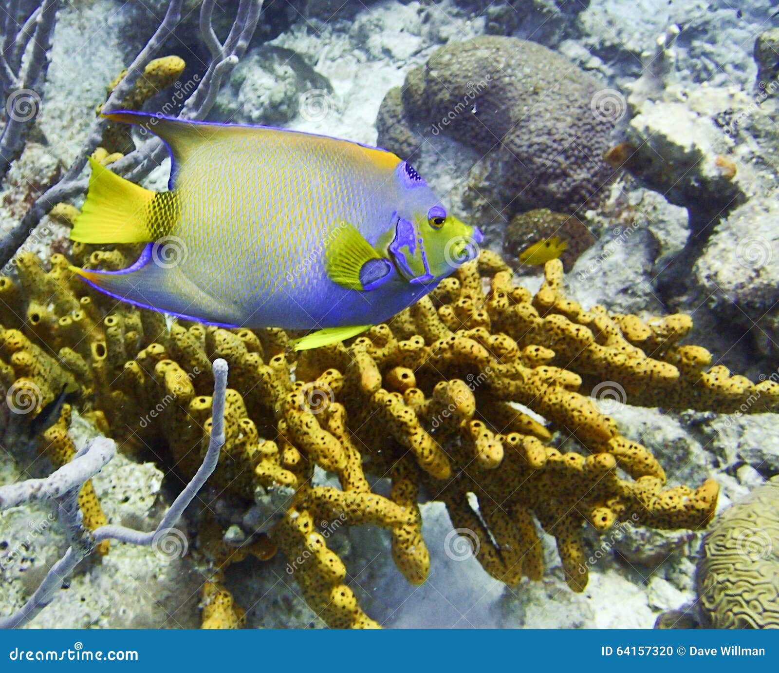 Reina Angel Tropical Fish foto de archivo. Imagen de reina - 64157320