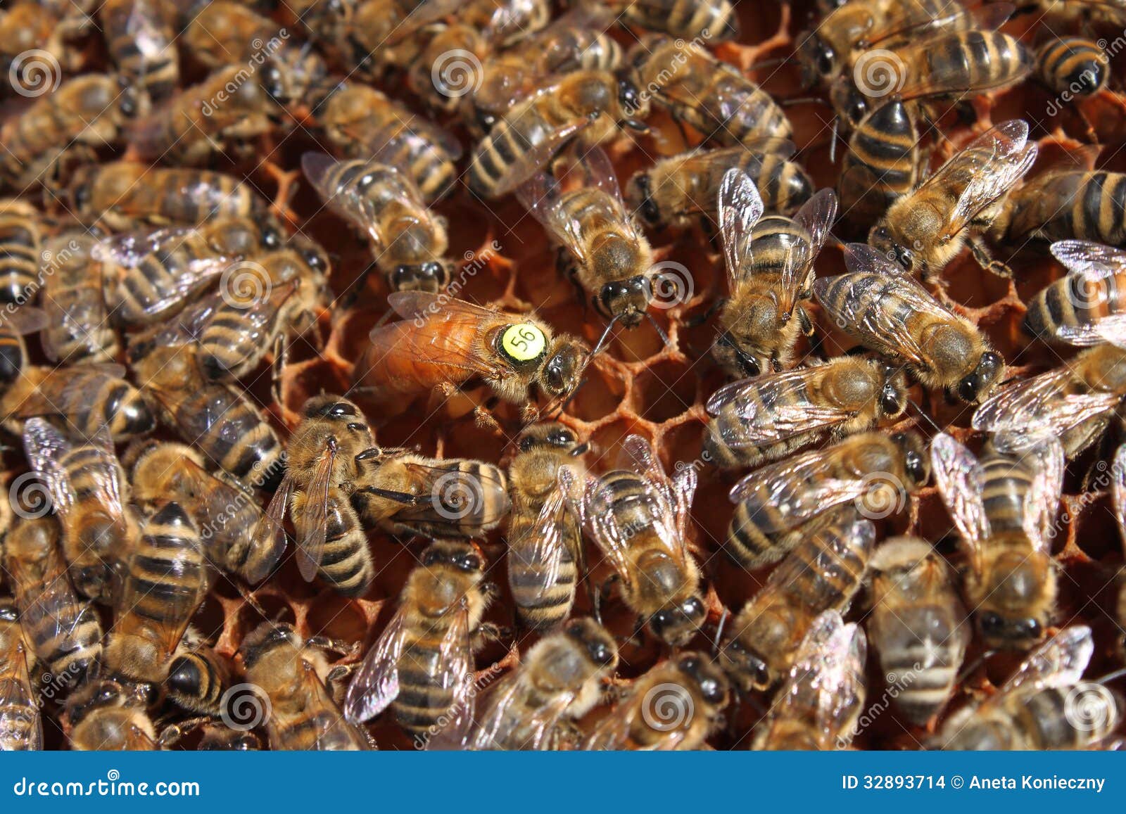 Reina de la abeja foto de archivo. Imagen de verde, detalle - 32893714