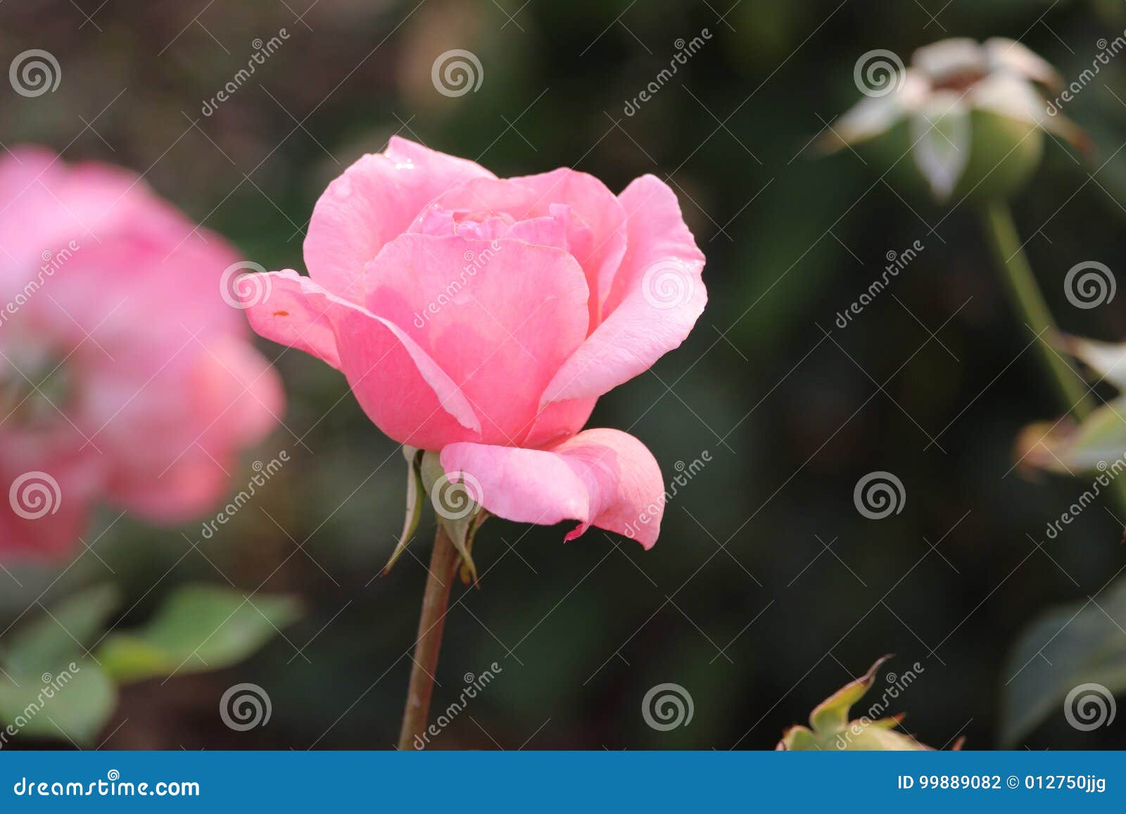 Reina Rosada Hermosa Elizabeth II Rose Foto de archivo - Imagen de ...