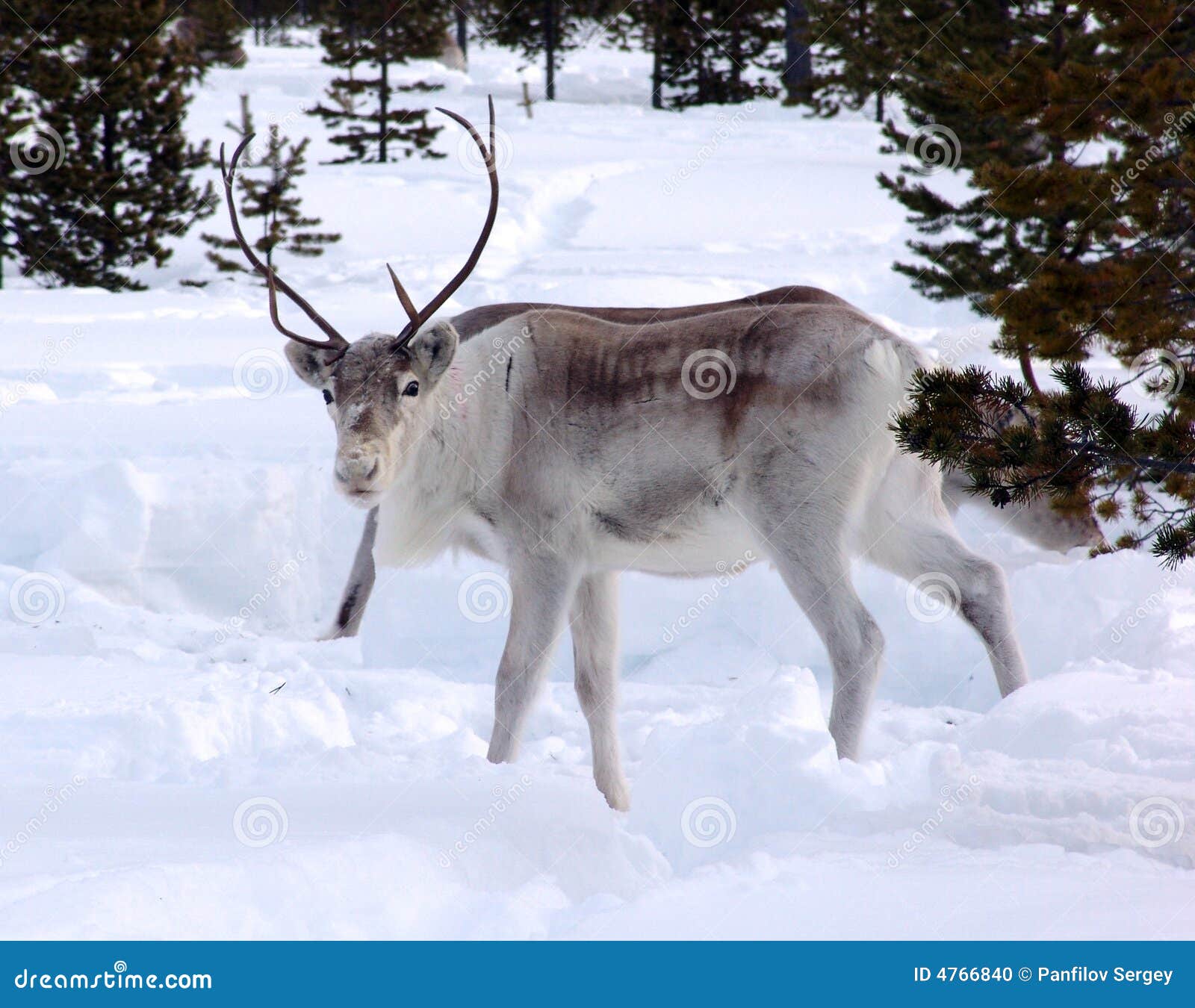 Reindeer-05 stock photo. Image of winter, wild, spring - 4766840