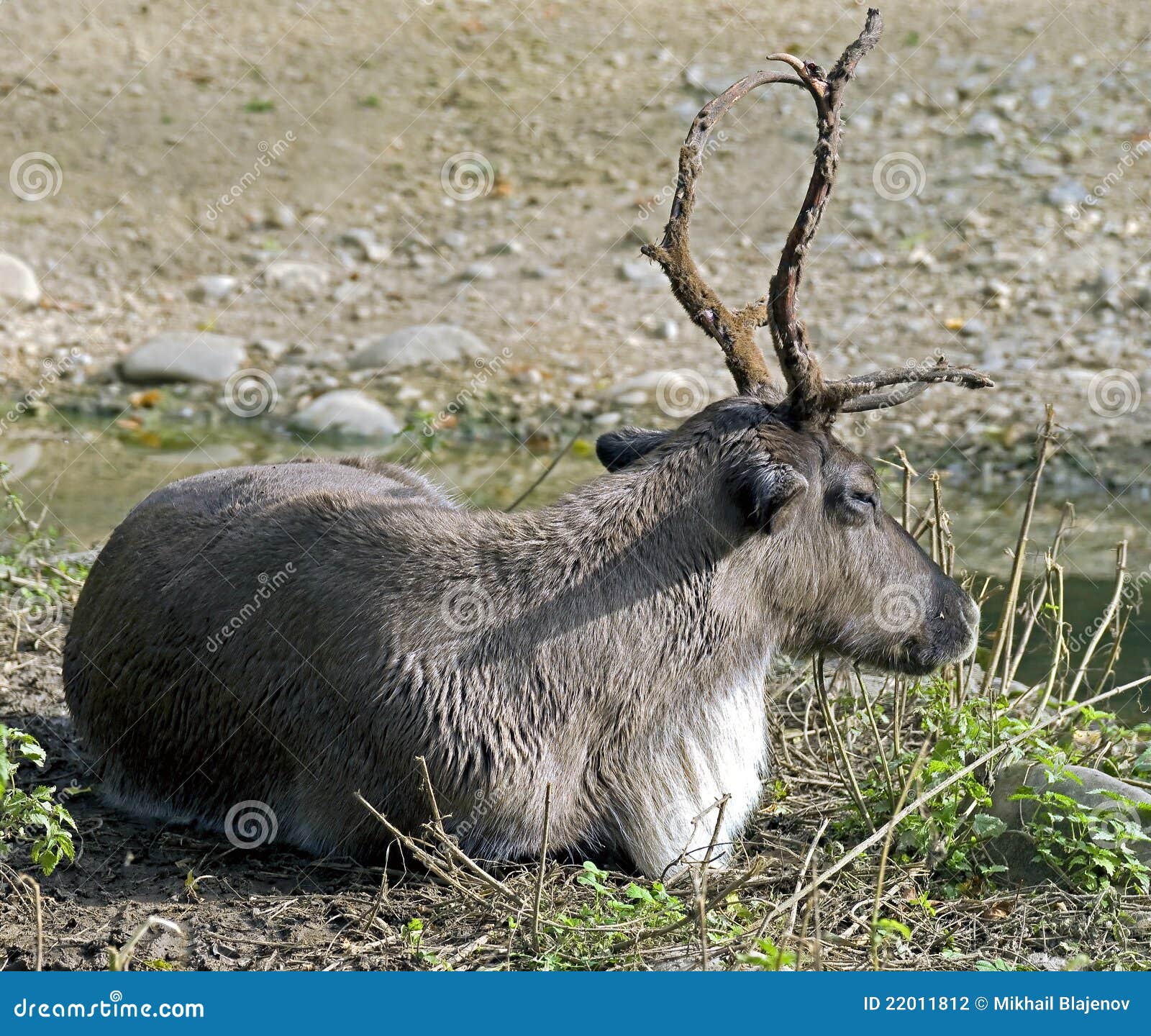 Reindeer 1 stock photo. Image of northern, tundra, species - 22011812