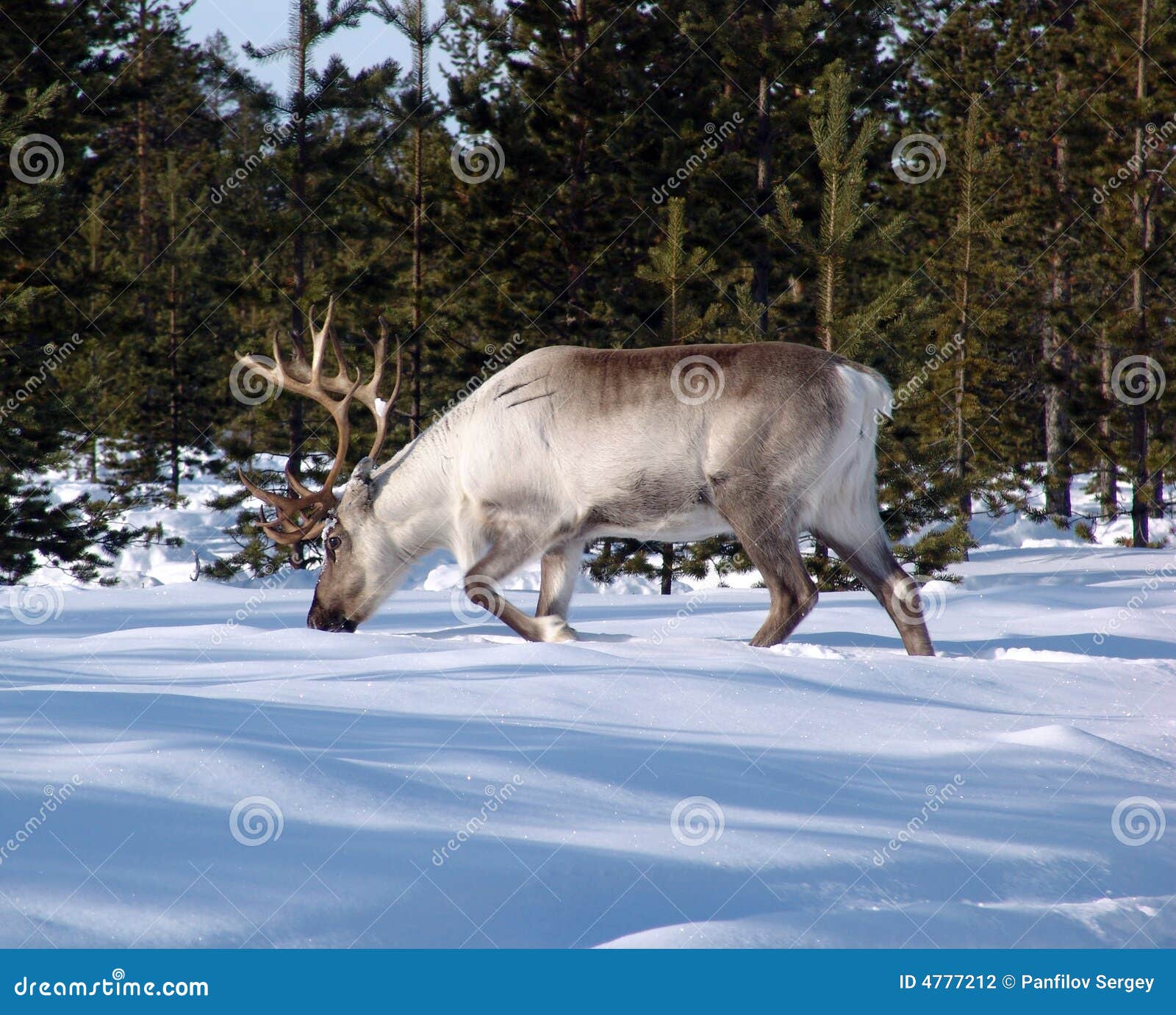 Reindeer-10 stock photo. Image of forest, circle, wild - 4777212