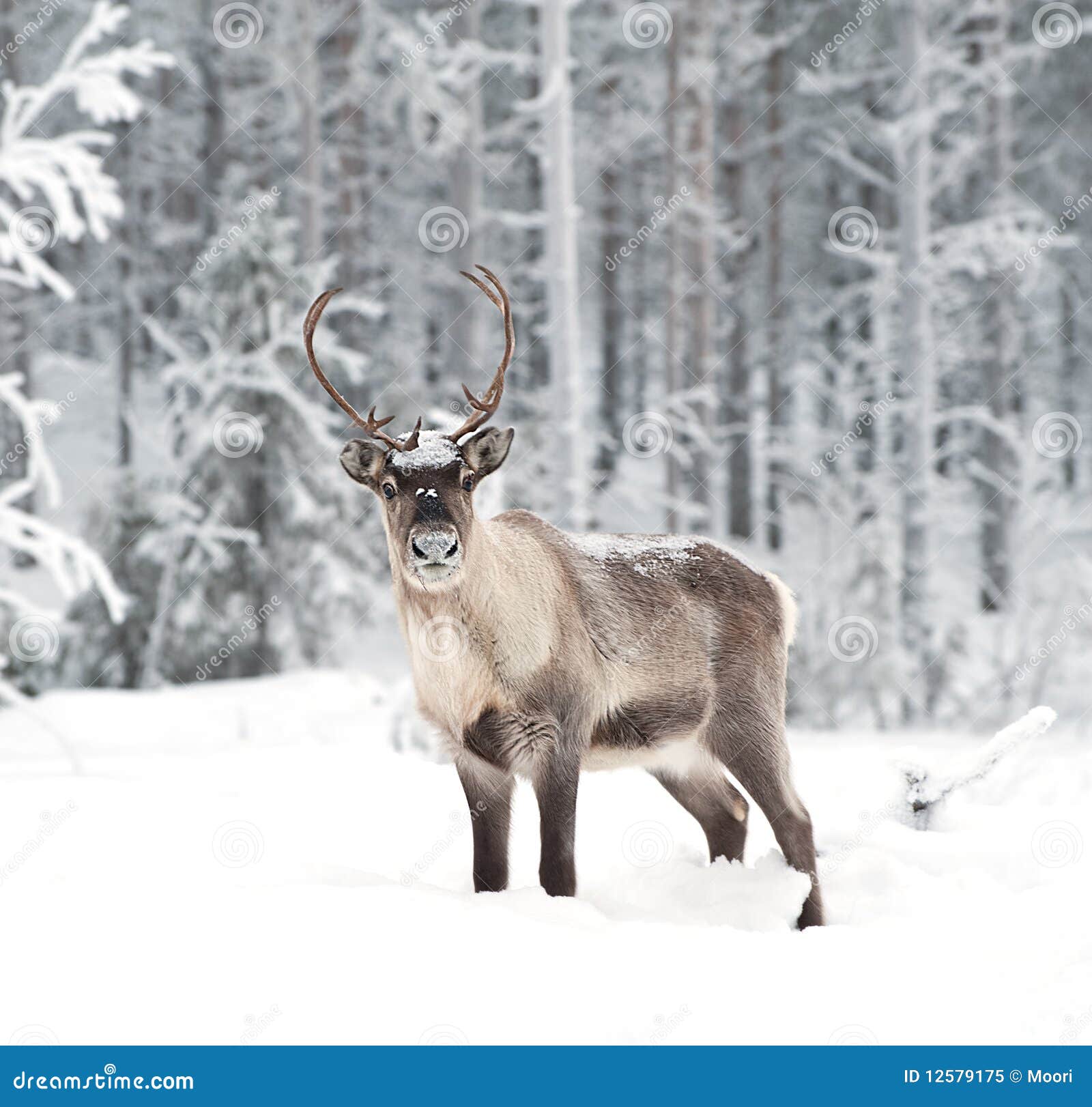 Reindeer stock image. Image of animal, mammal, reindeer - 12579175