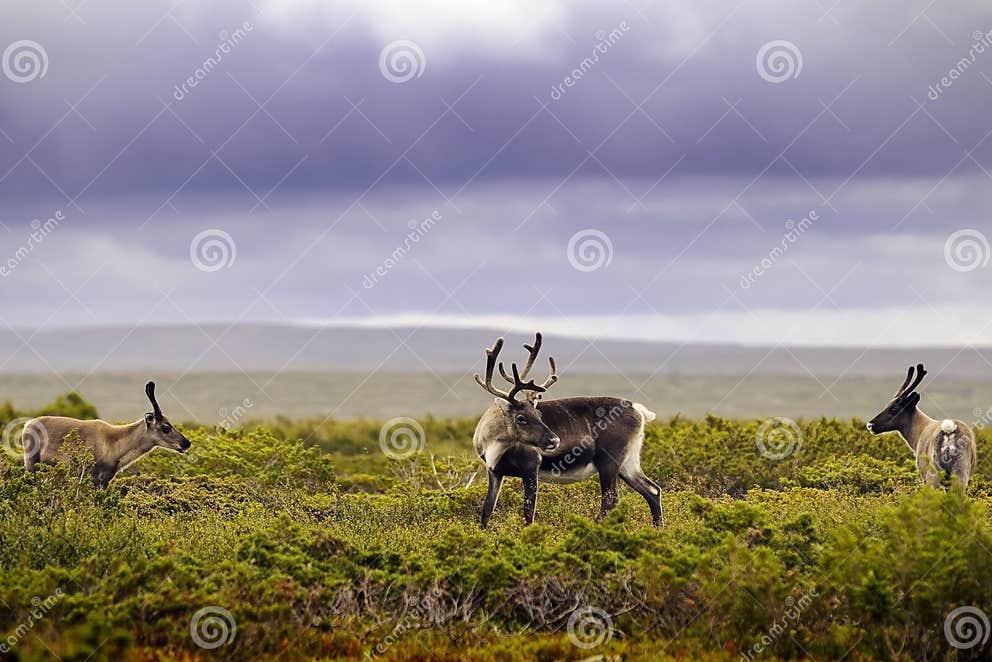 Reindeer stock photo. Image of three, natural, mammals - 17836322