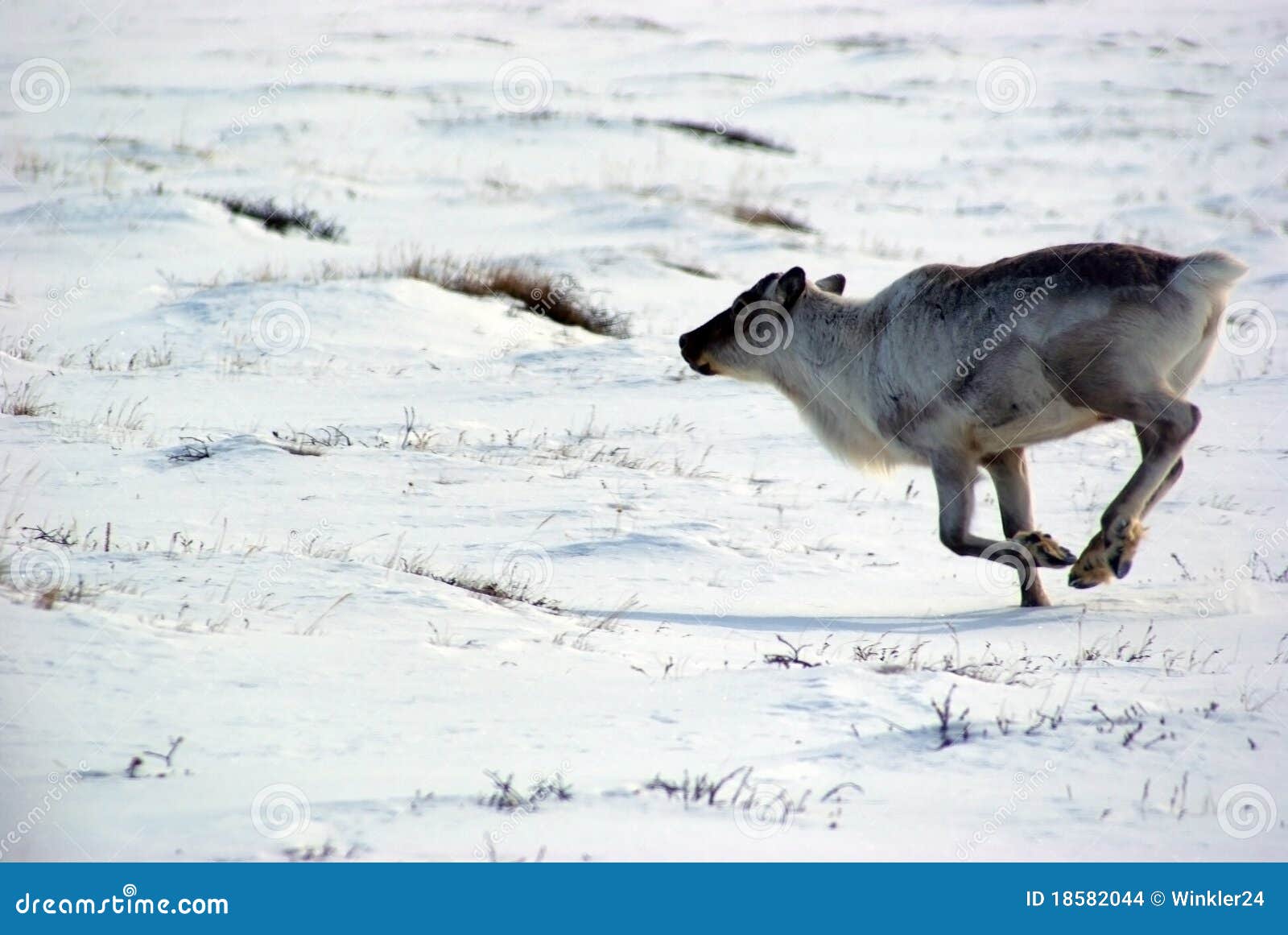 Reindeer stock photo. Image of greenland, reindeer, wildlife - 18582044