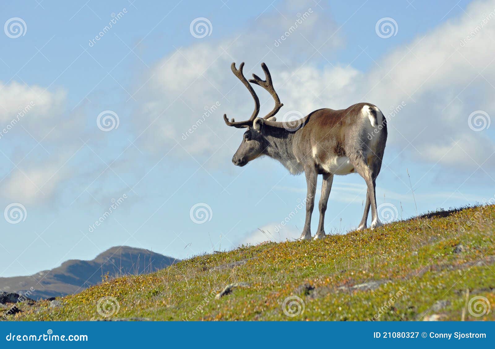 Reindeer stock image. Image of reindeer, scenery, scene - 21080327