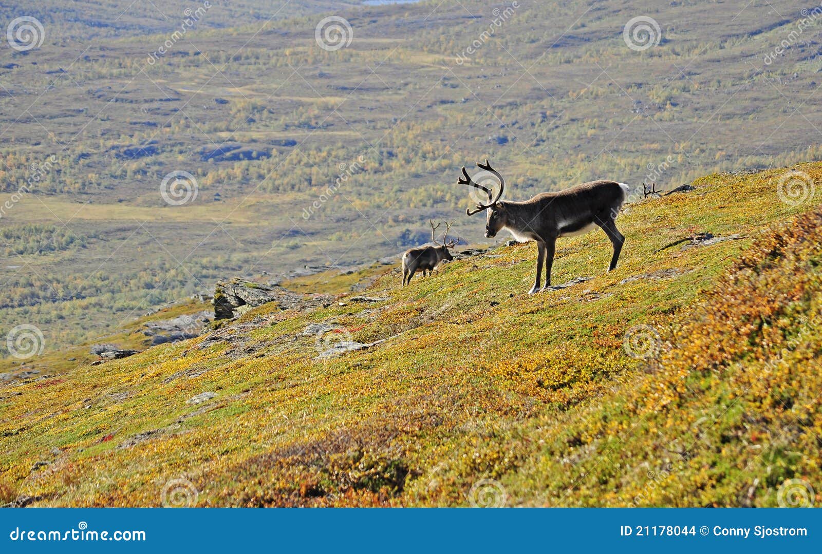 Reindeer stock photo. Image of reindeer, beauty, europe - 21178044