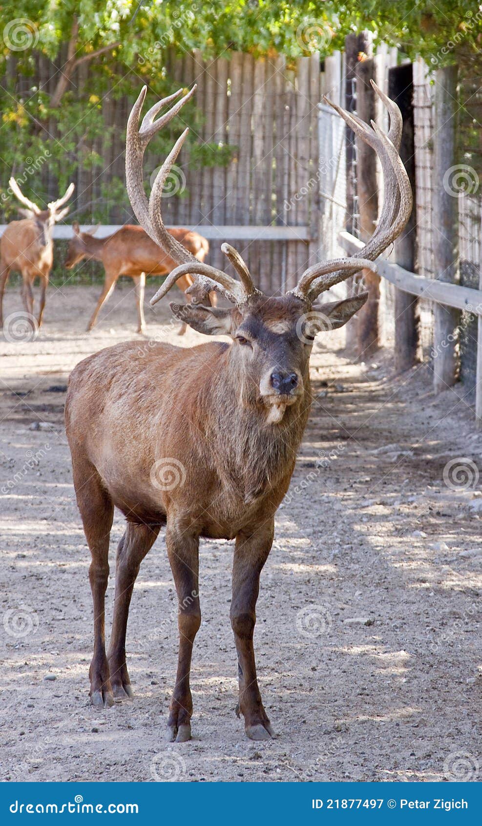 Reindeer Eat Grass Winter Forest Stock Photos - Free & Royalty-Free ...