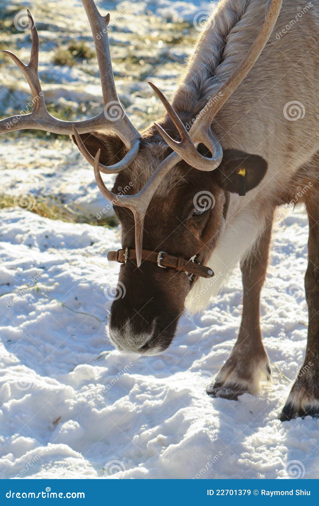 Reindeer stock image. Image of domesticated, fauna, snow - 22701379