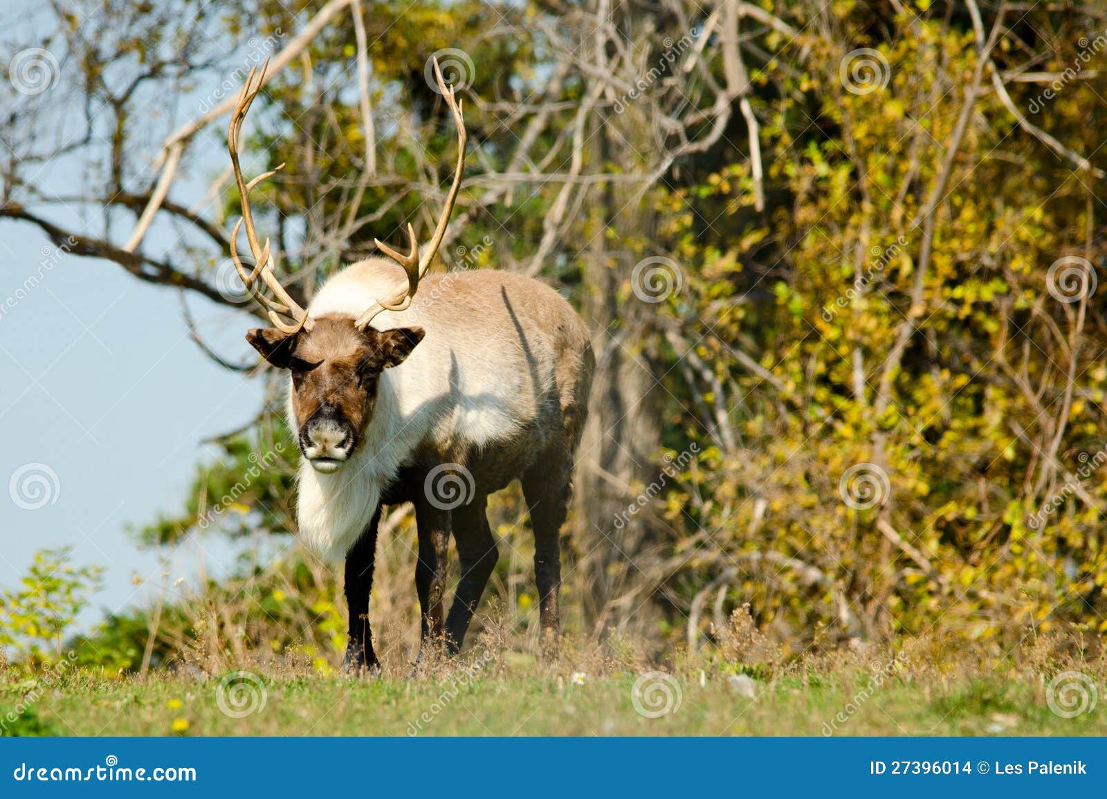 Reindeer stock photo. Image of wildlife, trees, male - 27396014