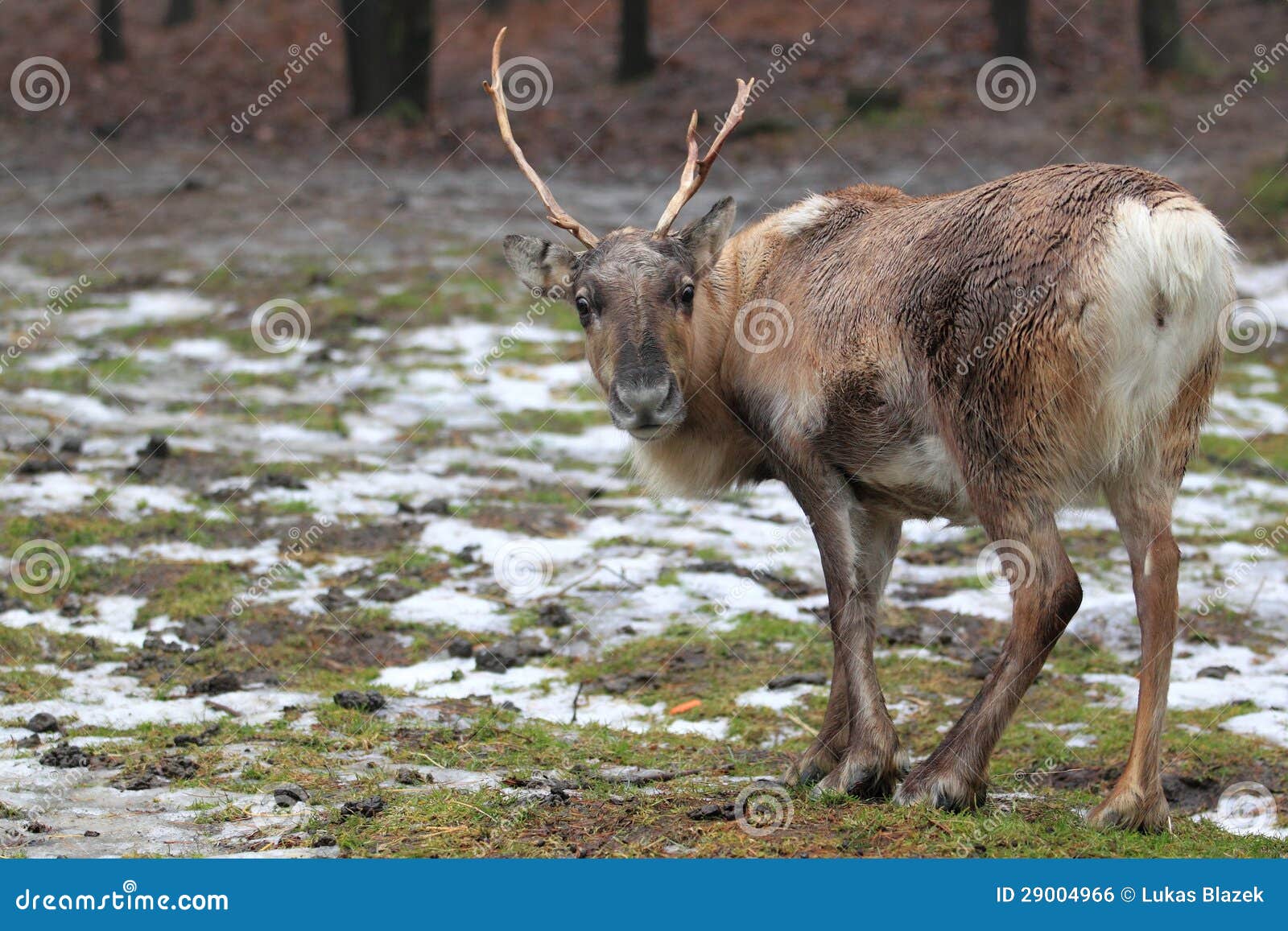 Reindeer stock photo. Image of standing, mammal, animal - 29004966