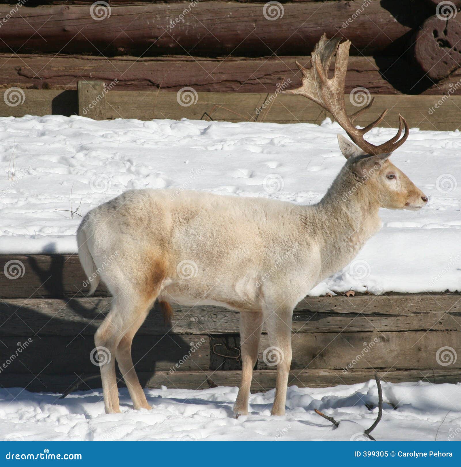 Reindeer stock image. Image of animal, northern, arctic - 399305