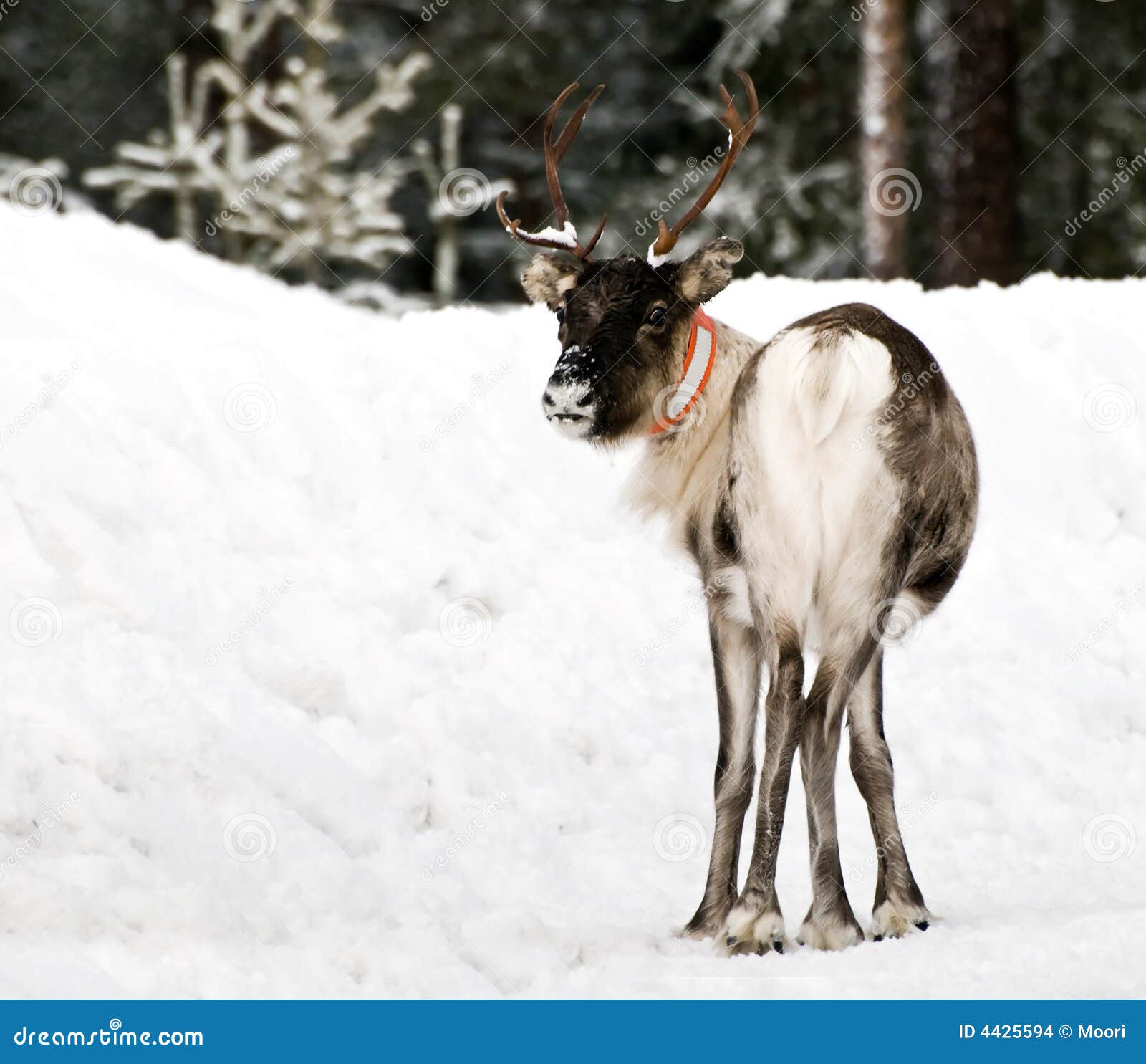 Reindeer stock photo. Image of cold, winter, wildlife - 4425594