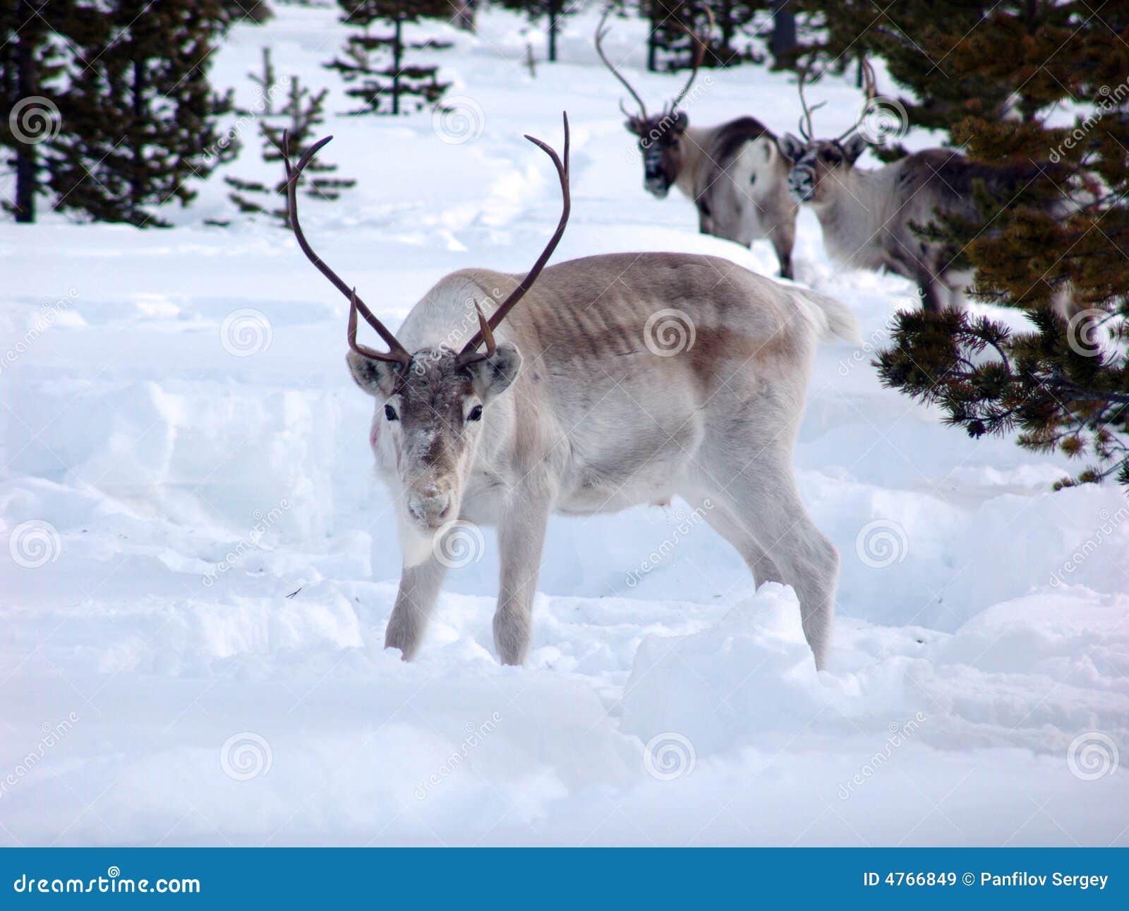 Reindeer stock image. Image of cold, winter, reindeer - 4766849