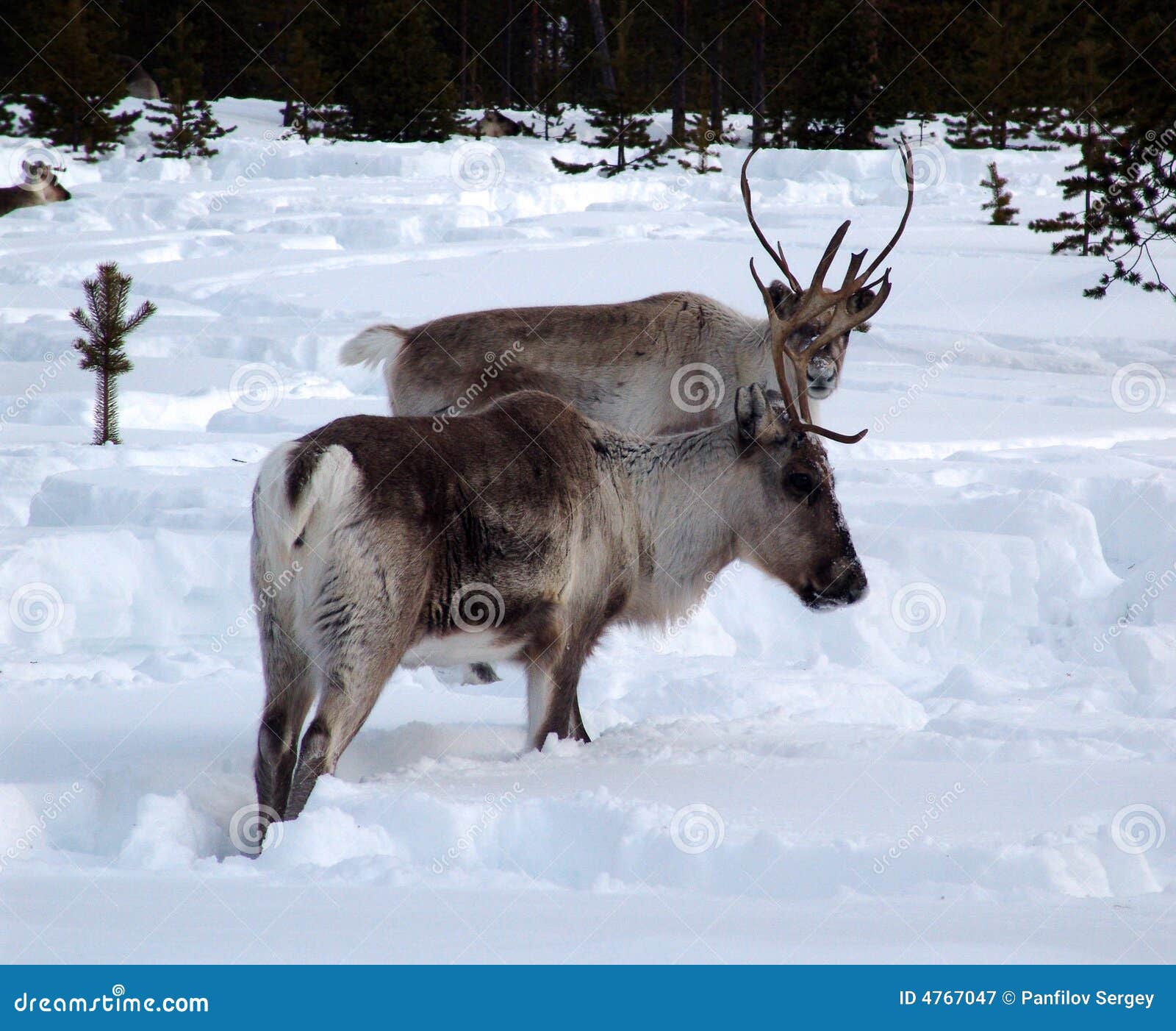 Reindeer stock image. Image of forage, wood, polar, domestic - 4767047