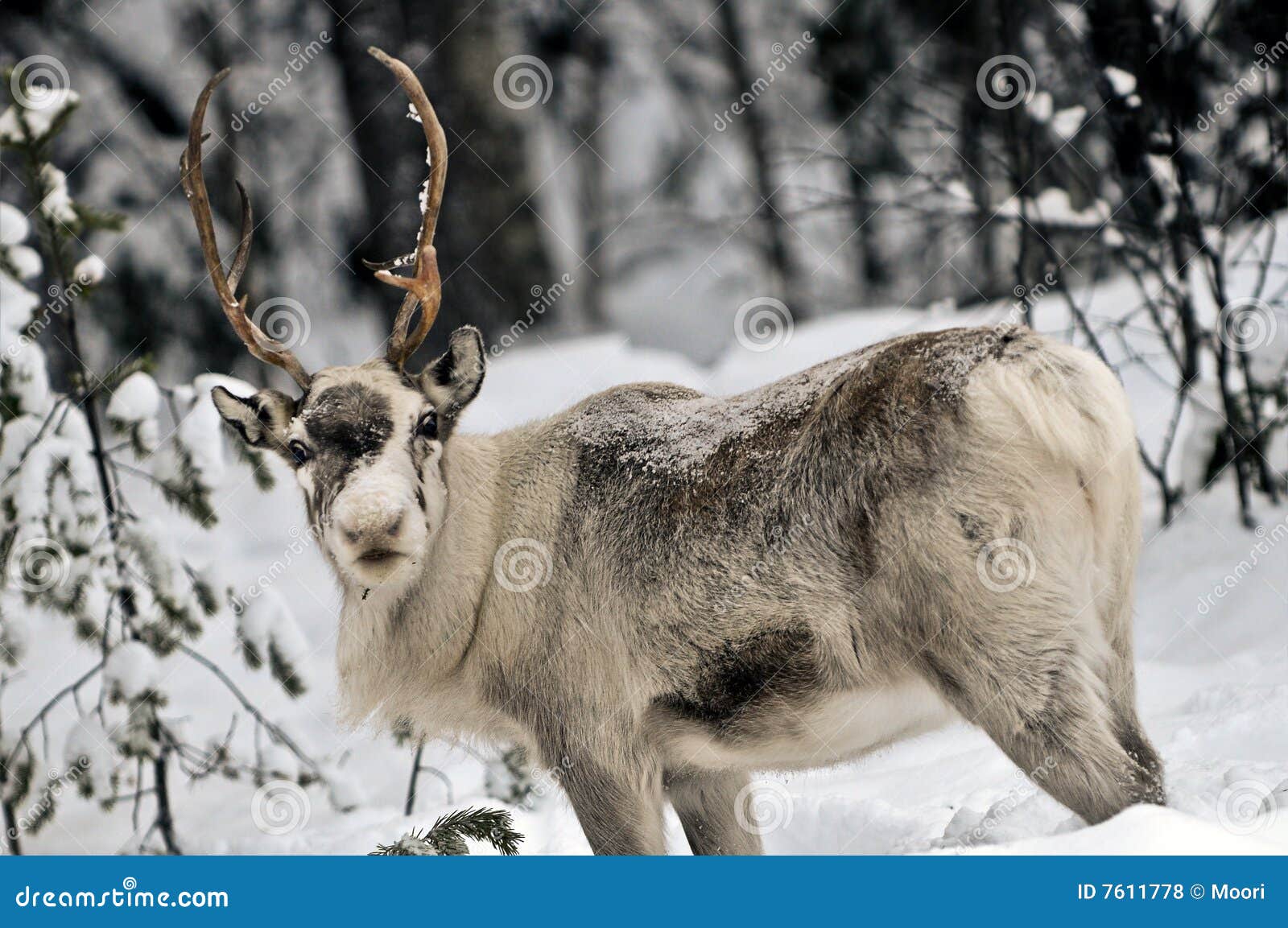 Reindeer stock photo. Image of chilly, lapland, reindeer - 7611778