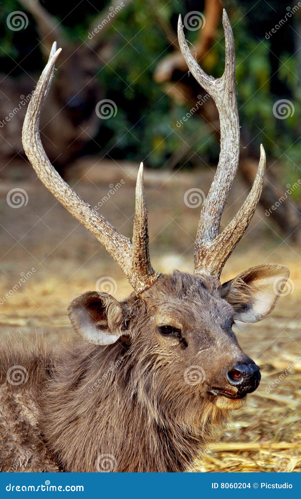 Reindeer stock photo. Image of antler, bull, hunt, brown - 8060204