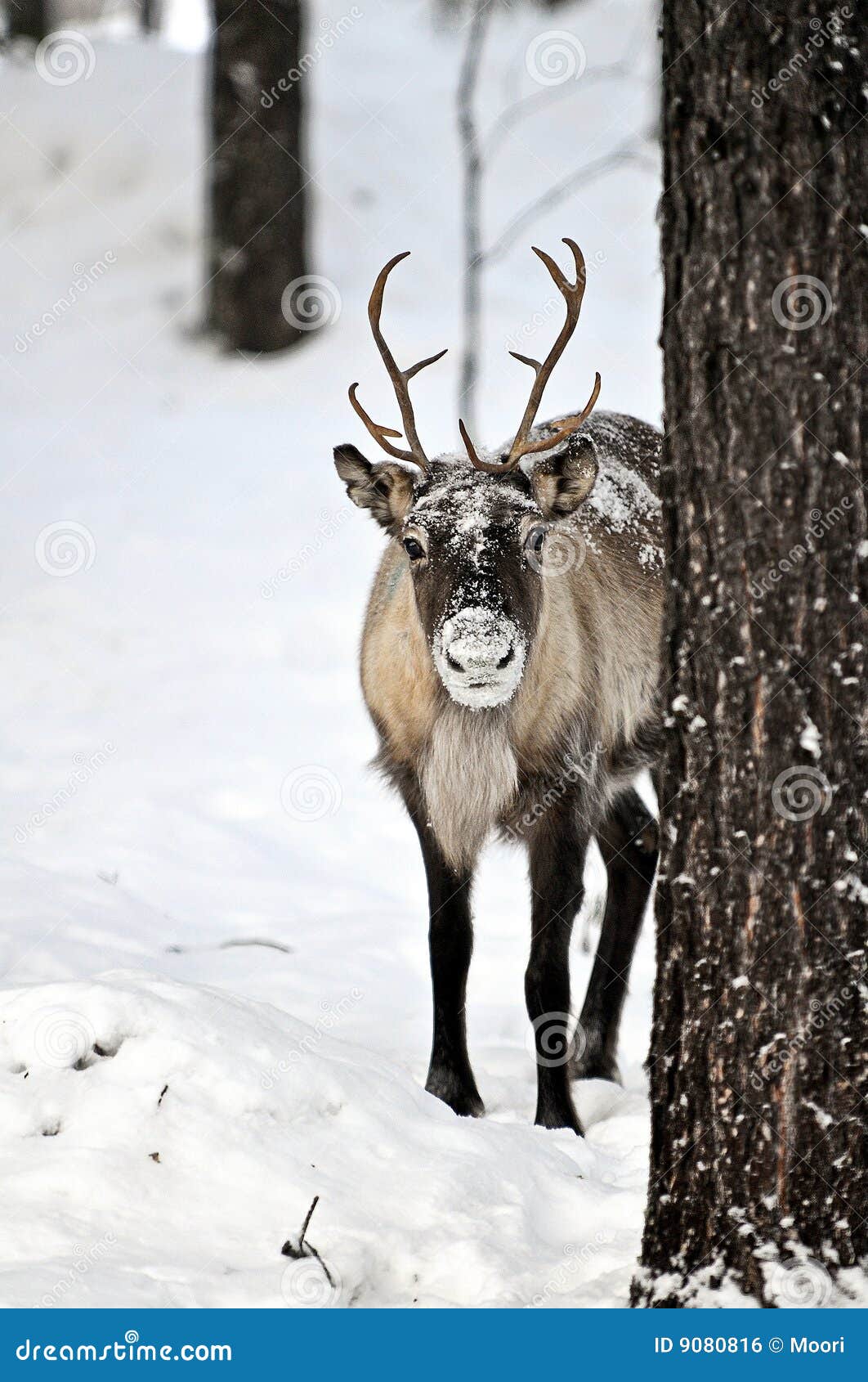 Reindeer stock photo. Image of trophy, white, hunt, deer - 9080816