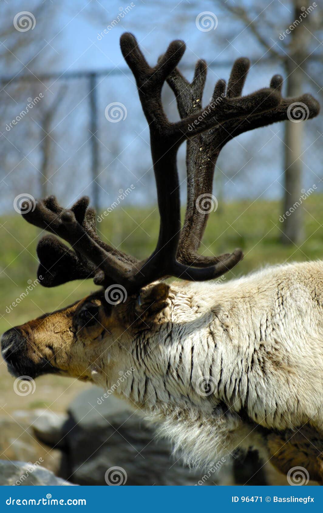 Reindeer stock image. Image of deers, profile, christmas - 96471