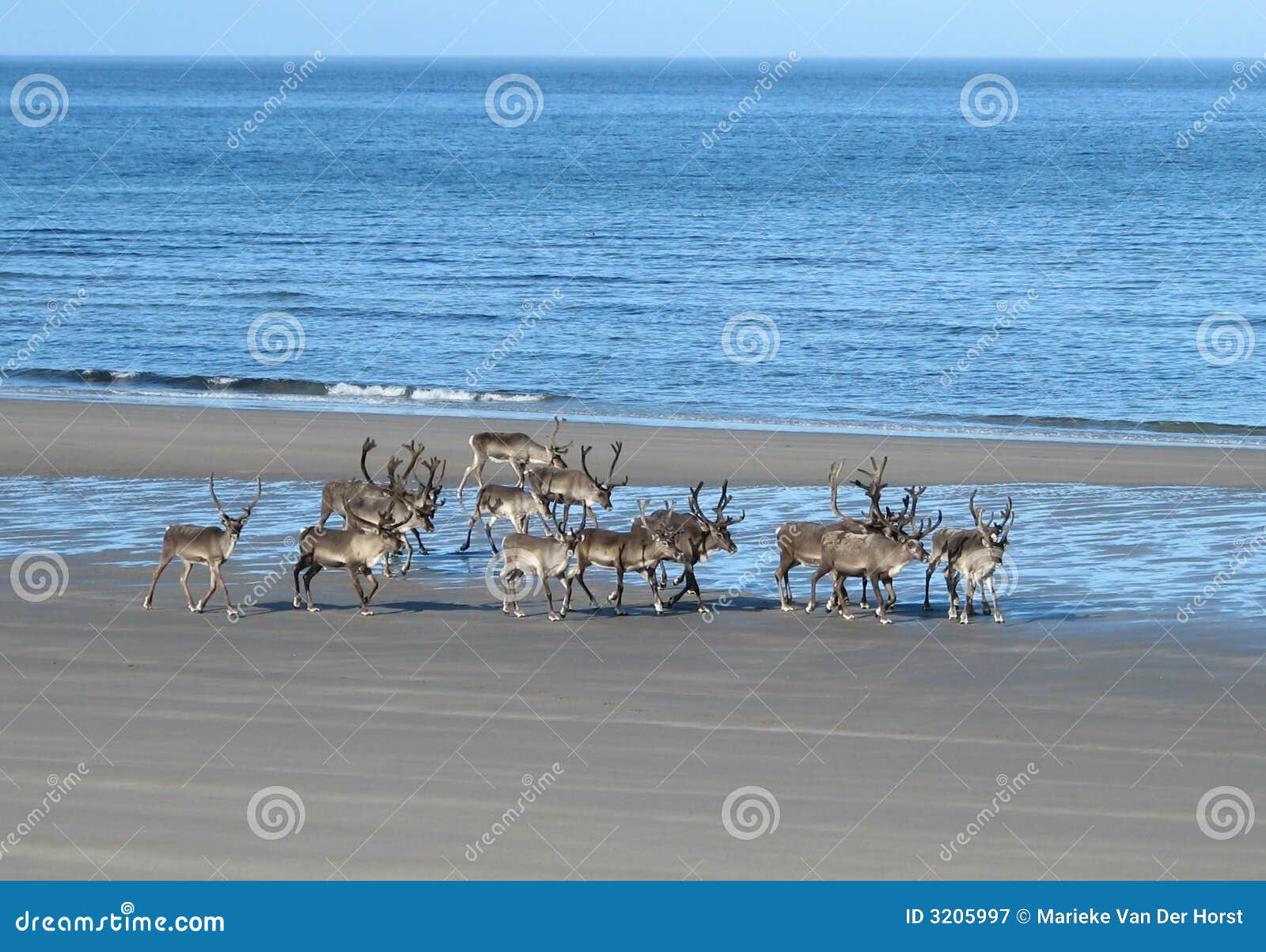 Reindeer on the beach stock image. Image of claus, arctic - 3205997