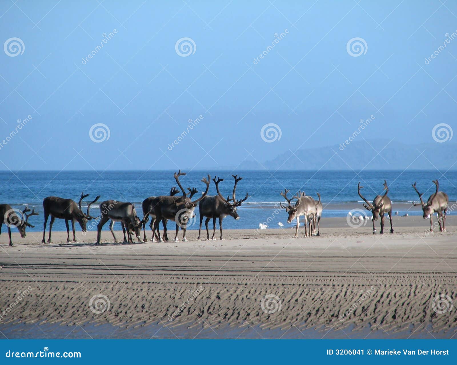 Reindeer on the beach stock image. Image of deer, atlantic - 3206041