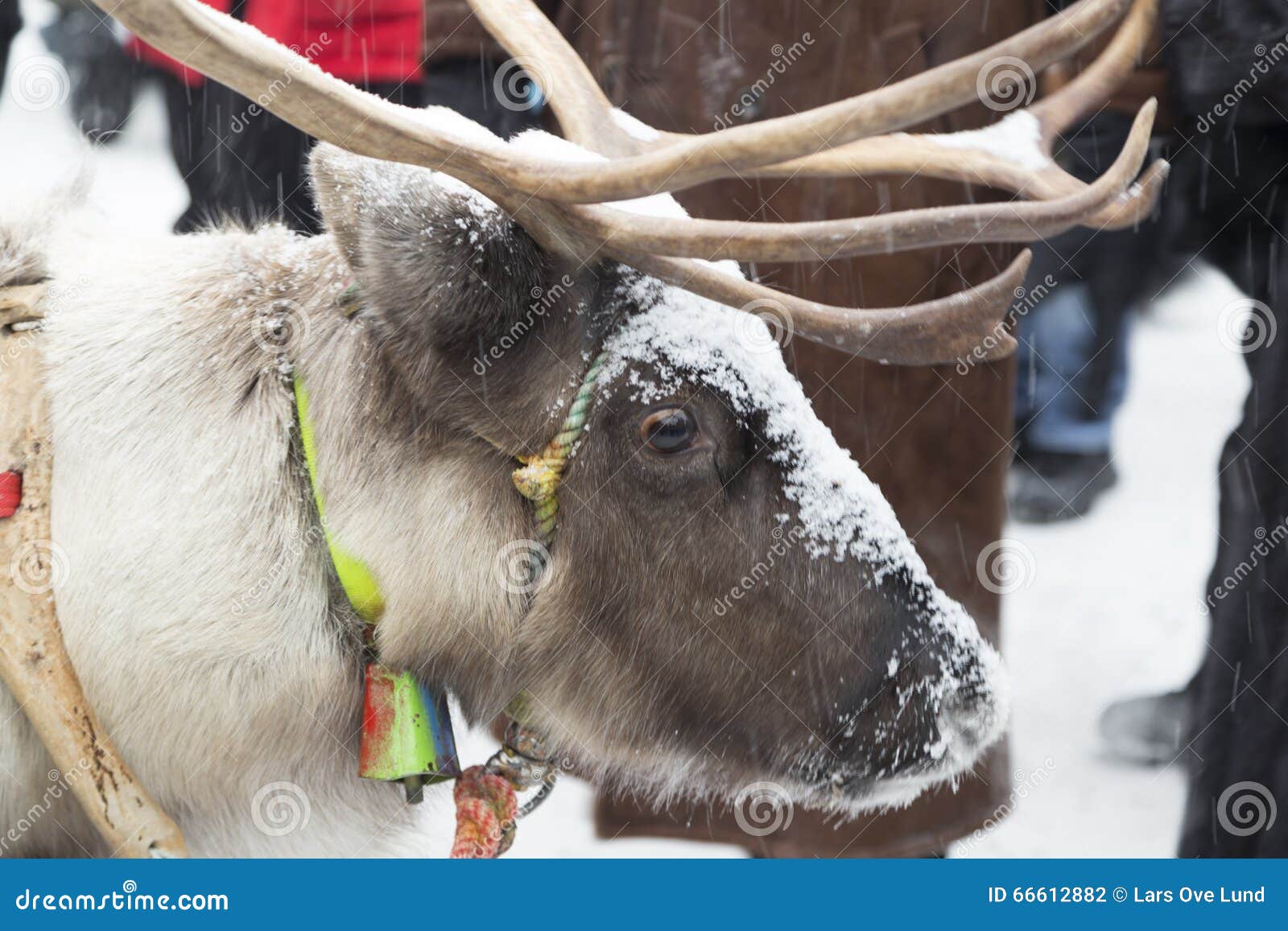 Reindeer and a bell stock photo. Image of bell, crowd - 66612882