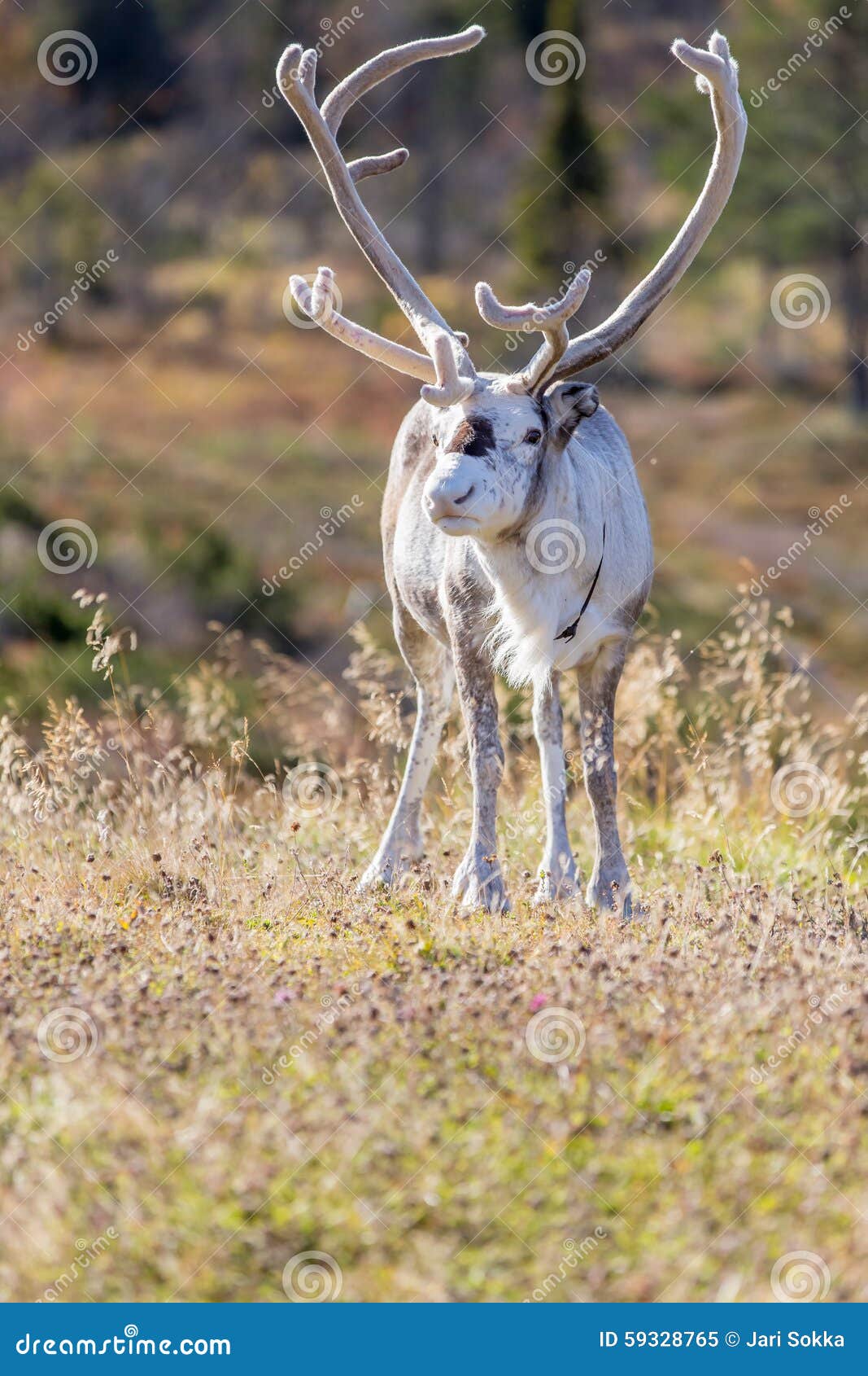 Reindeer with big horns stock image. Image of lapland - 59328765
